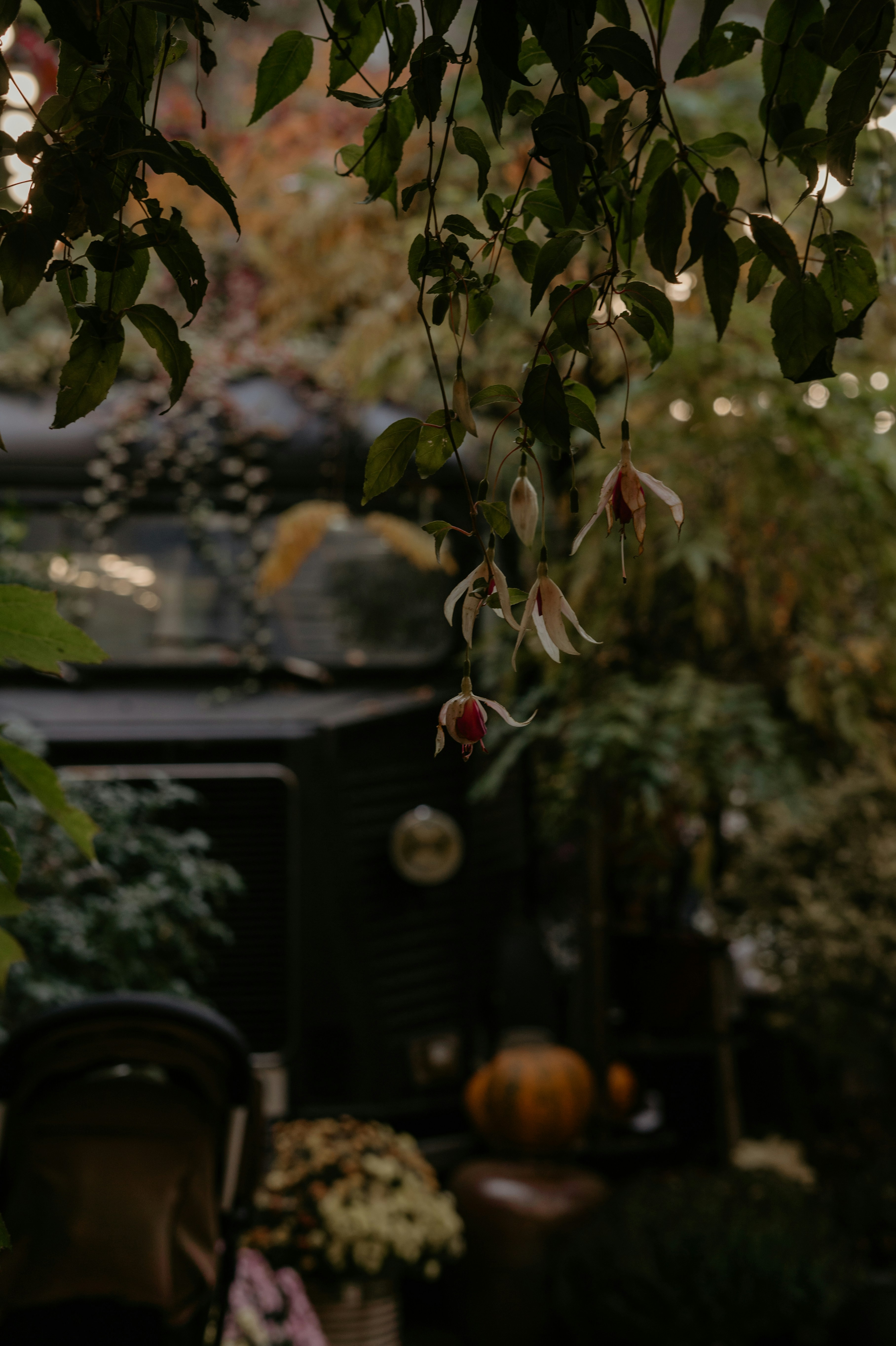 Dangling Fuchsia Blooms Framing a Quiet Autumn Scene