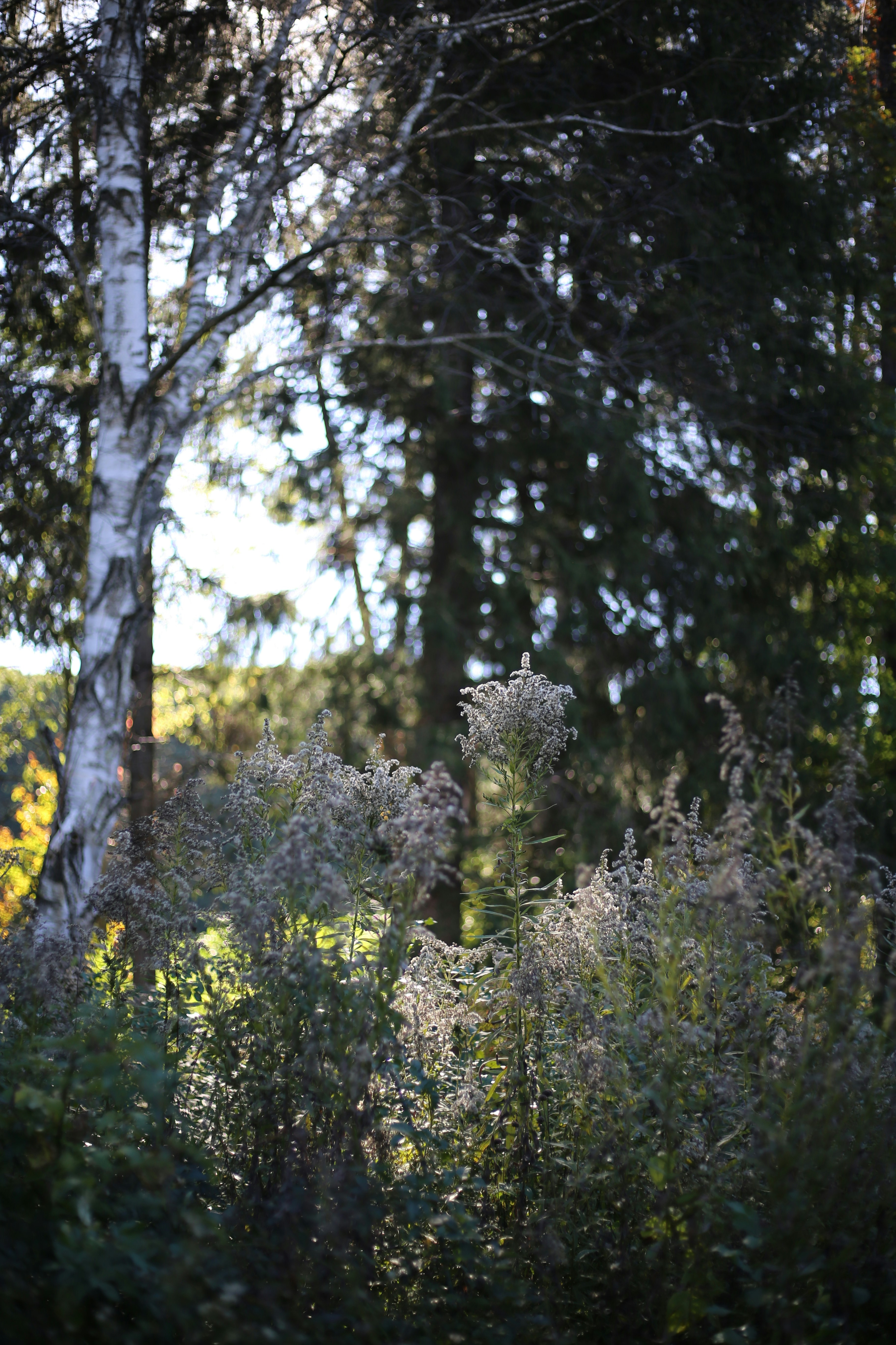 Delicate wildflowers illuminated by soft sunlight amidst a backdrop of tall trees. The scene captures the essence of a tranquil autumn day.