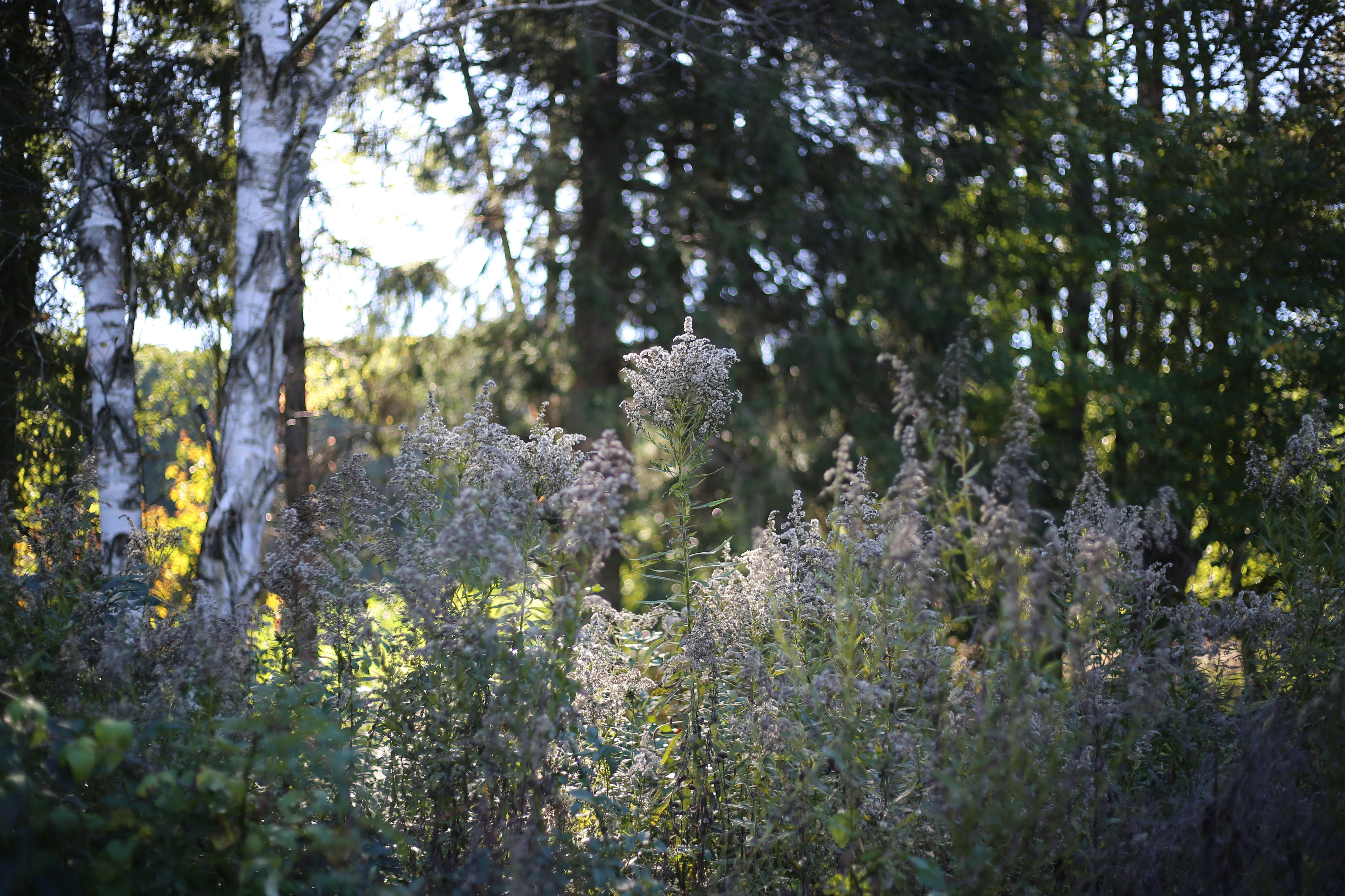 Delicate wildflowers and tall grasses illuminated by soft sunlight, framed by birch trees in a serene outdoor setting.