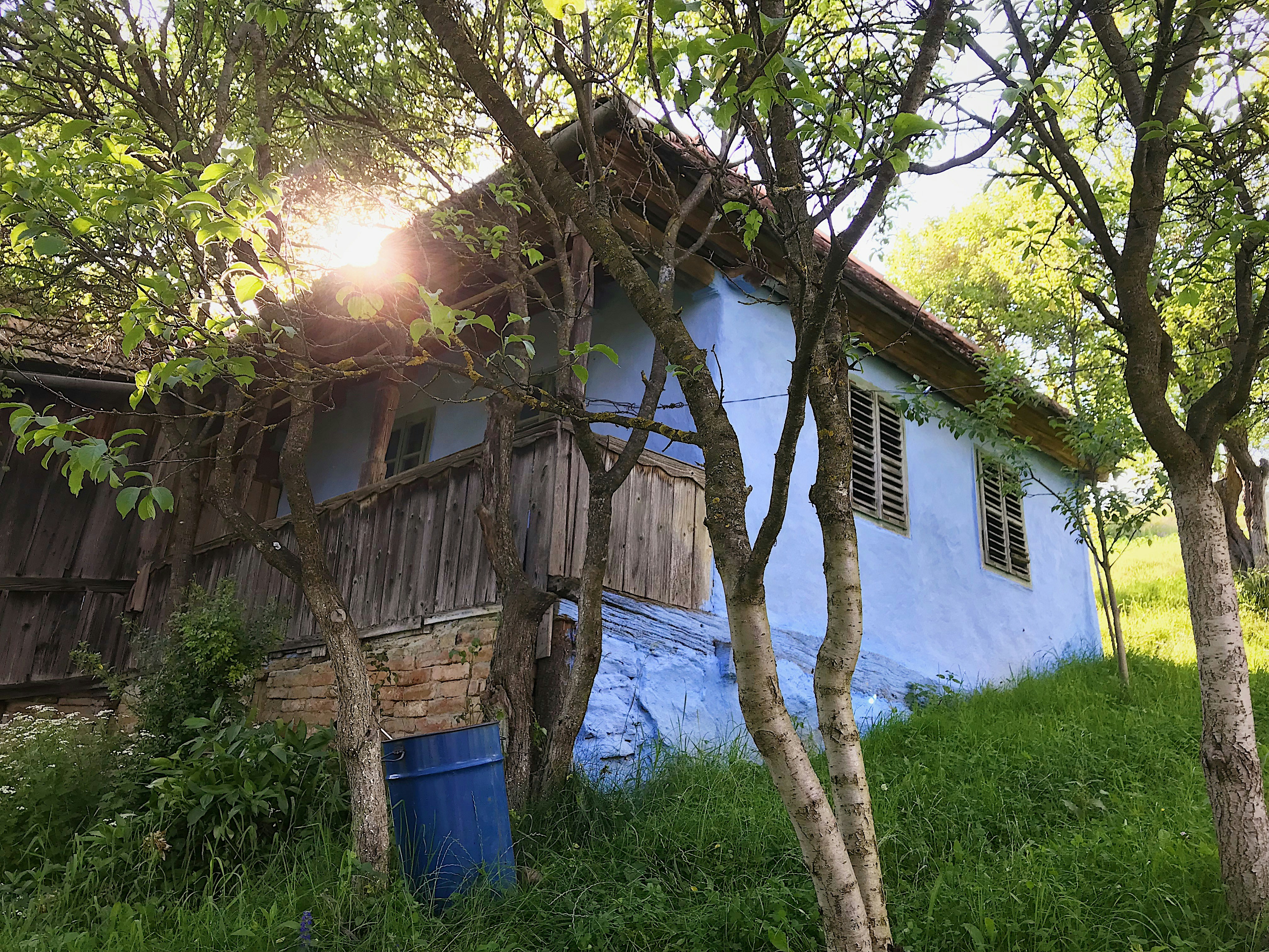 Sunlight filters through trees onto a blue-painted rustic house surrounded by lush greenery.