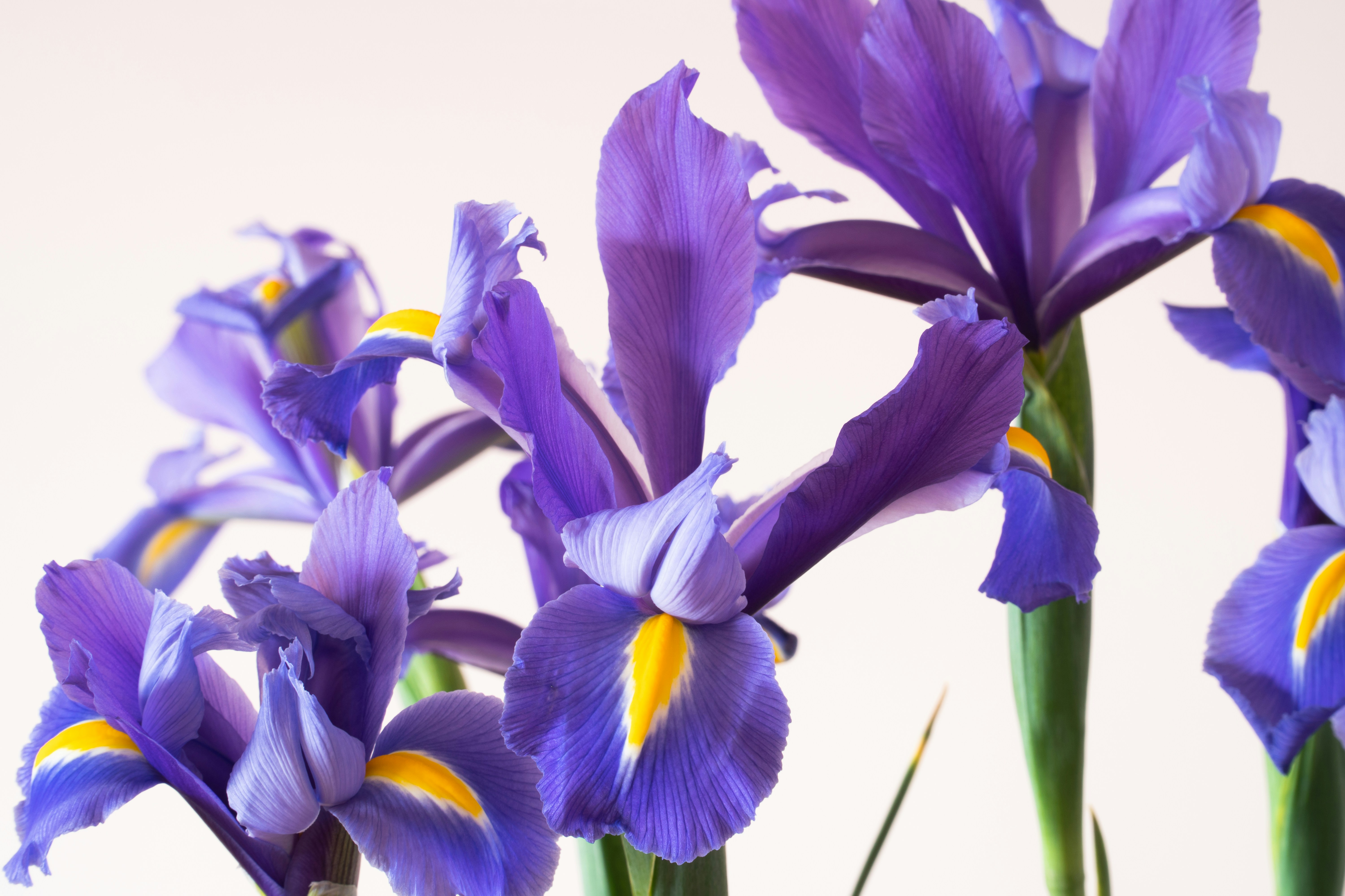 Vibrant purple irises with striking yellow accents arranged elegantly against a soft background.