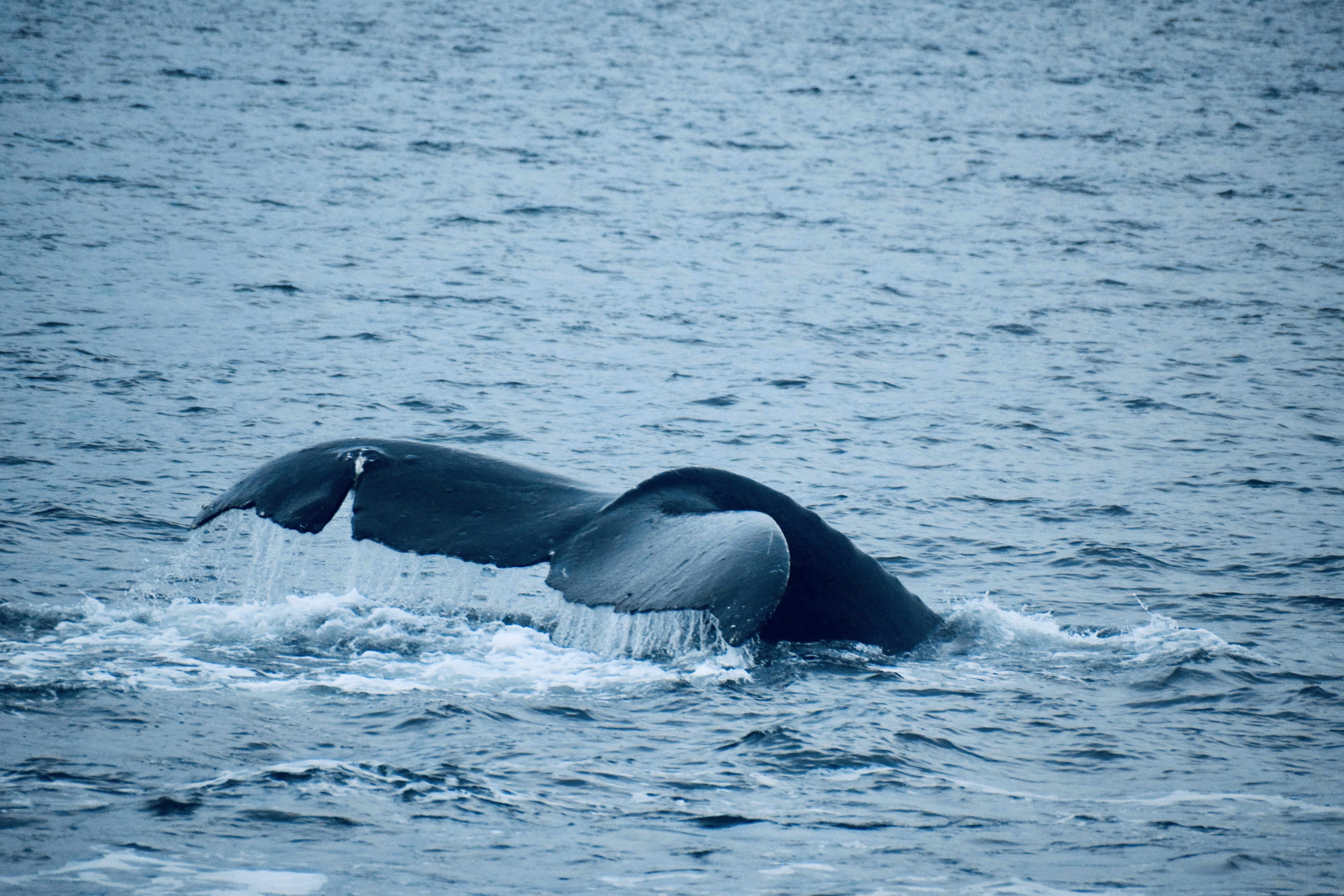 Whale tail