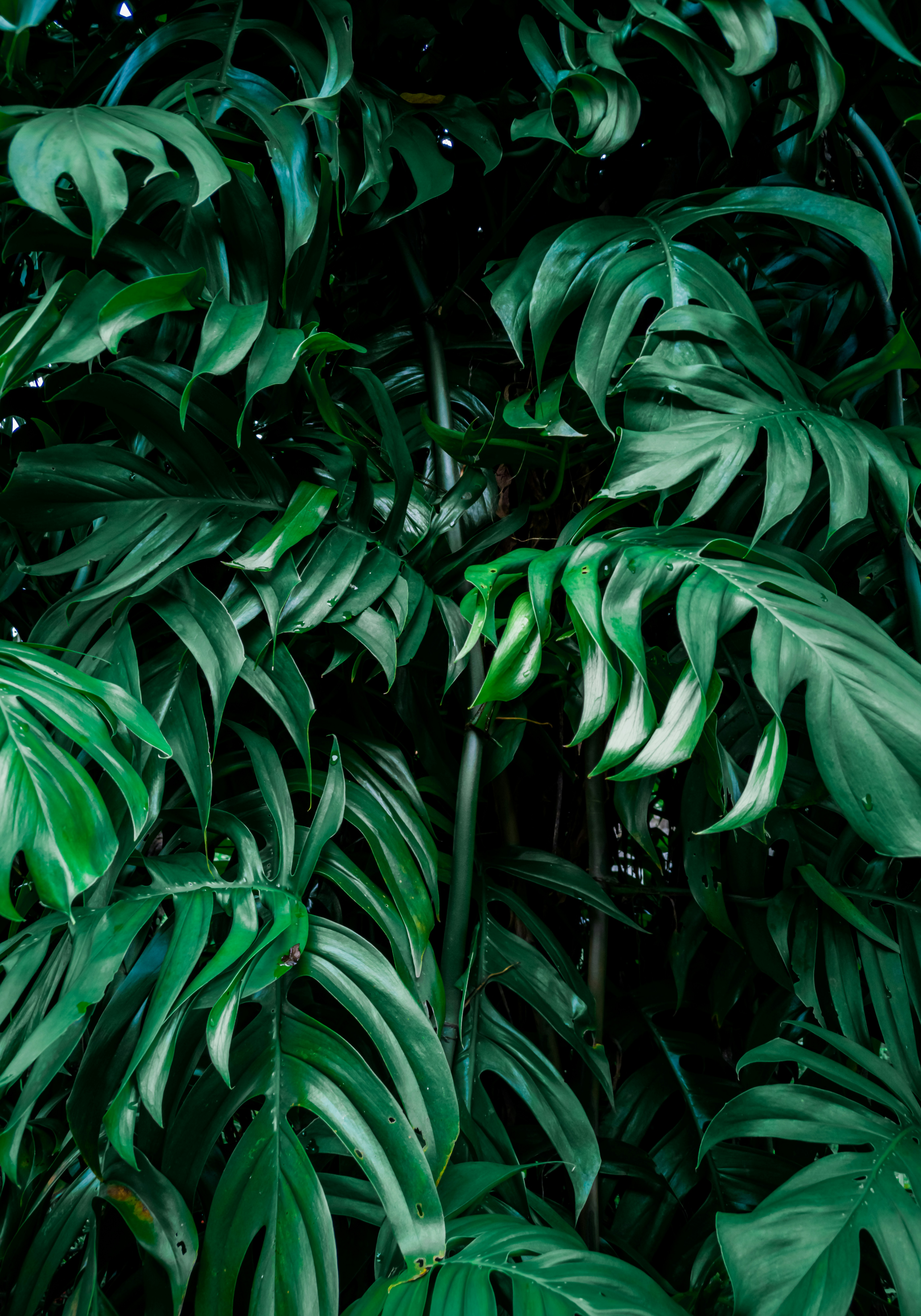 Lush green leaves weave together, creating a dense and textured backdrop that showcases the beauty of tropical foliage.