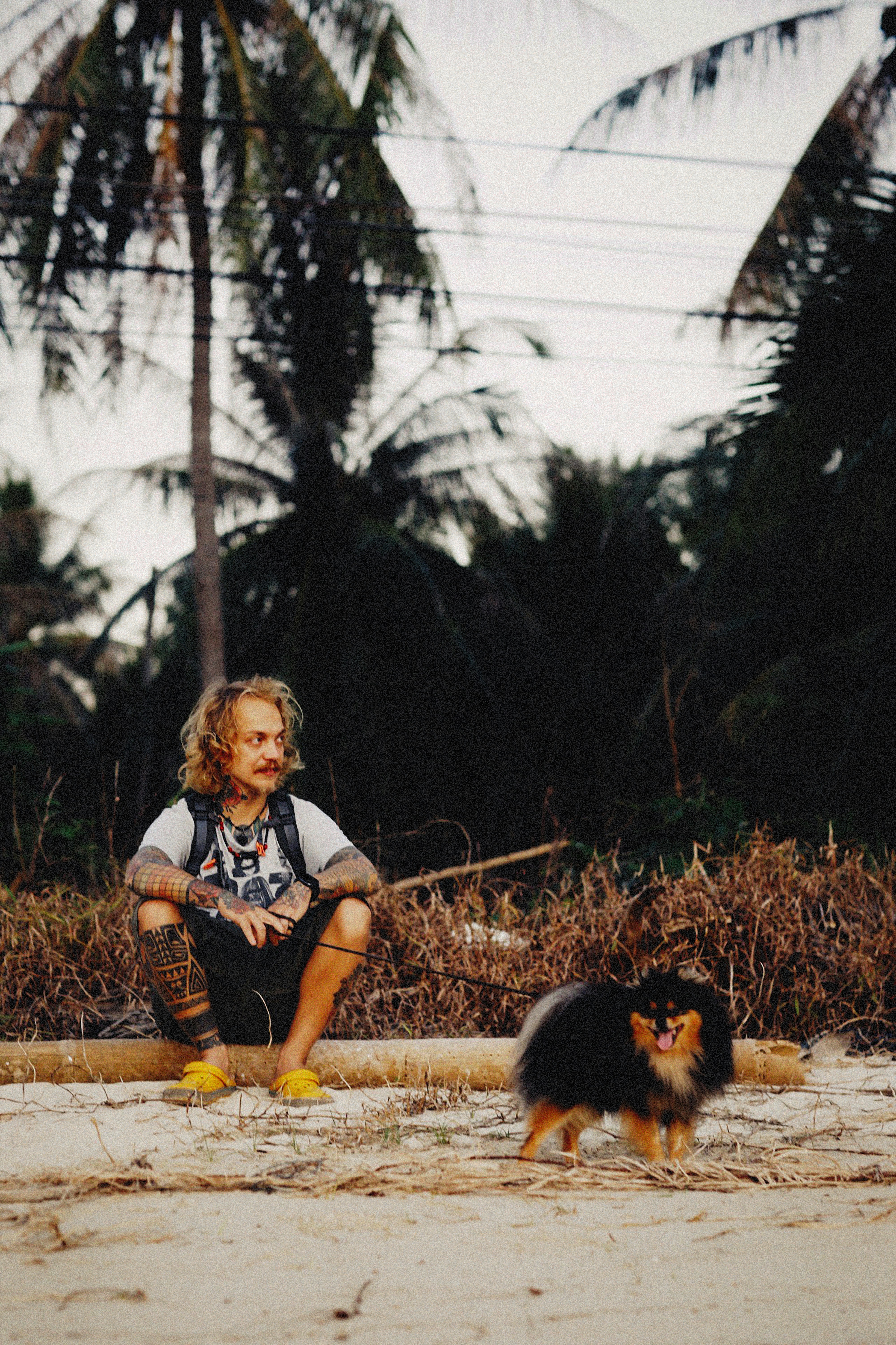 A man sits on the beach, gazing thoughtfully while a small dog playfully roams nearby. Lush palm trees frame the scene, creating a tranquil atmosphere.