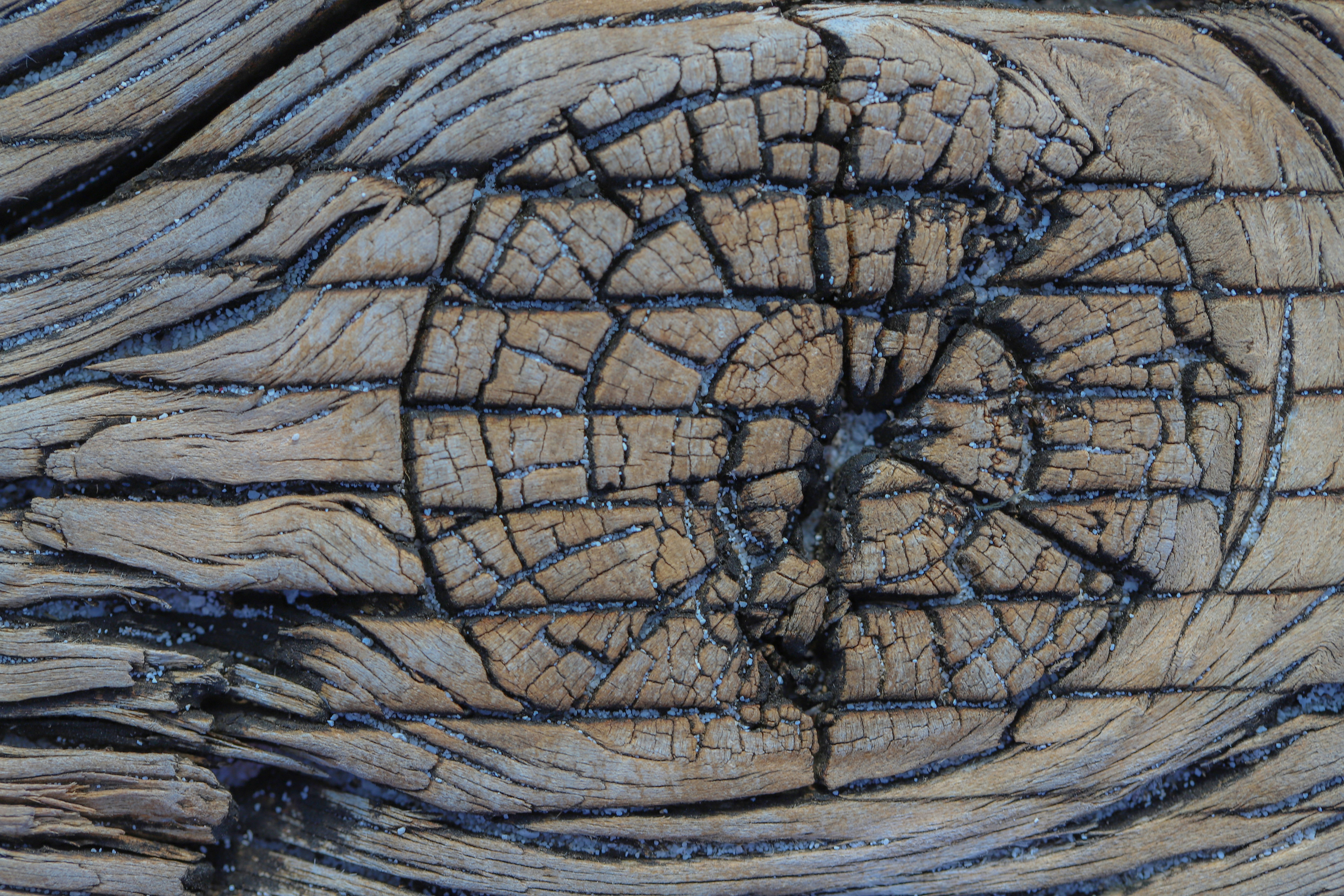 Whispers of Time: Fractured Growth Rings in a Weathered Timber Slice