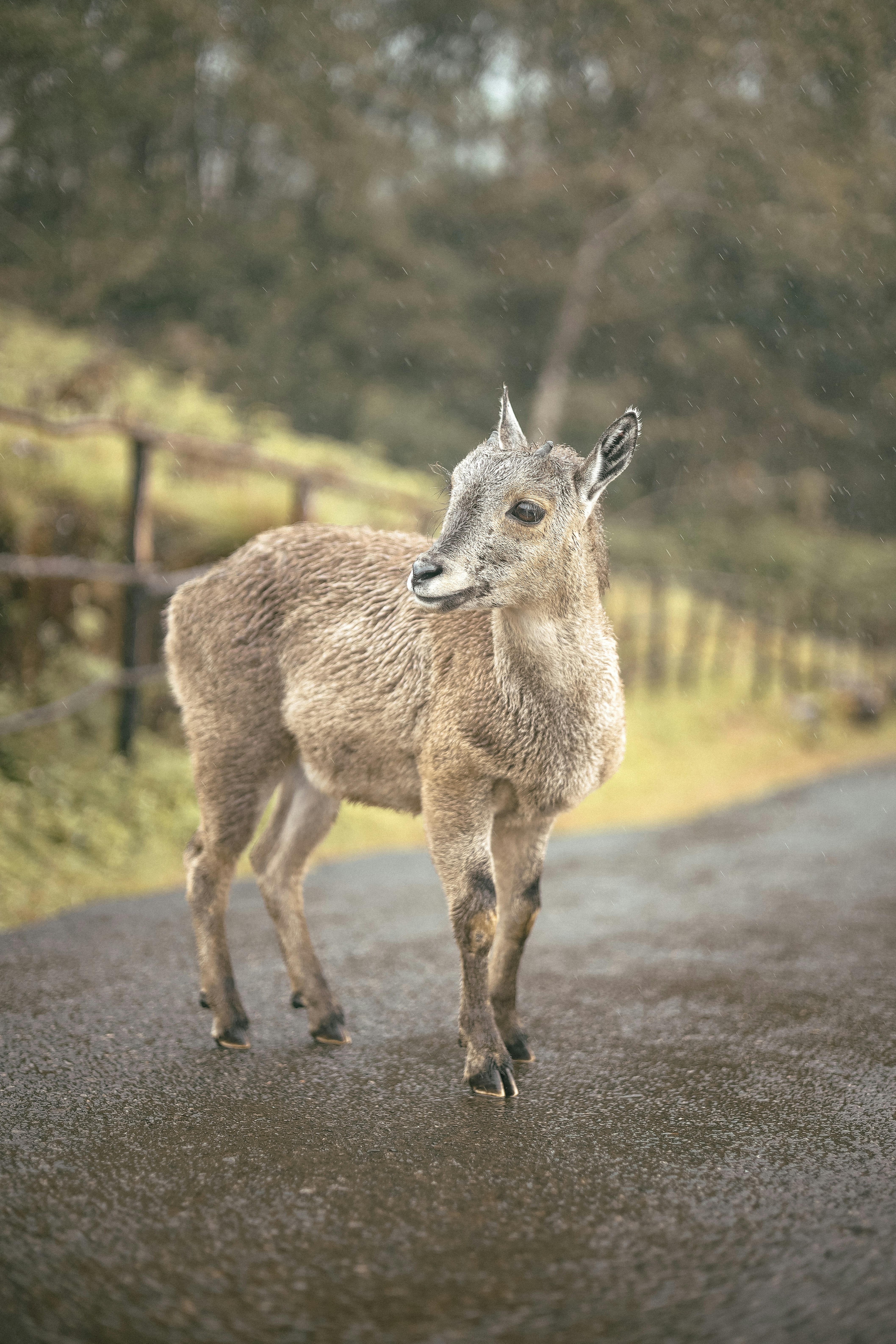 A small goat standing on a road next to a fence photo – Free Kerala ...