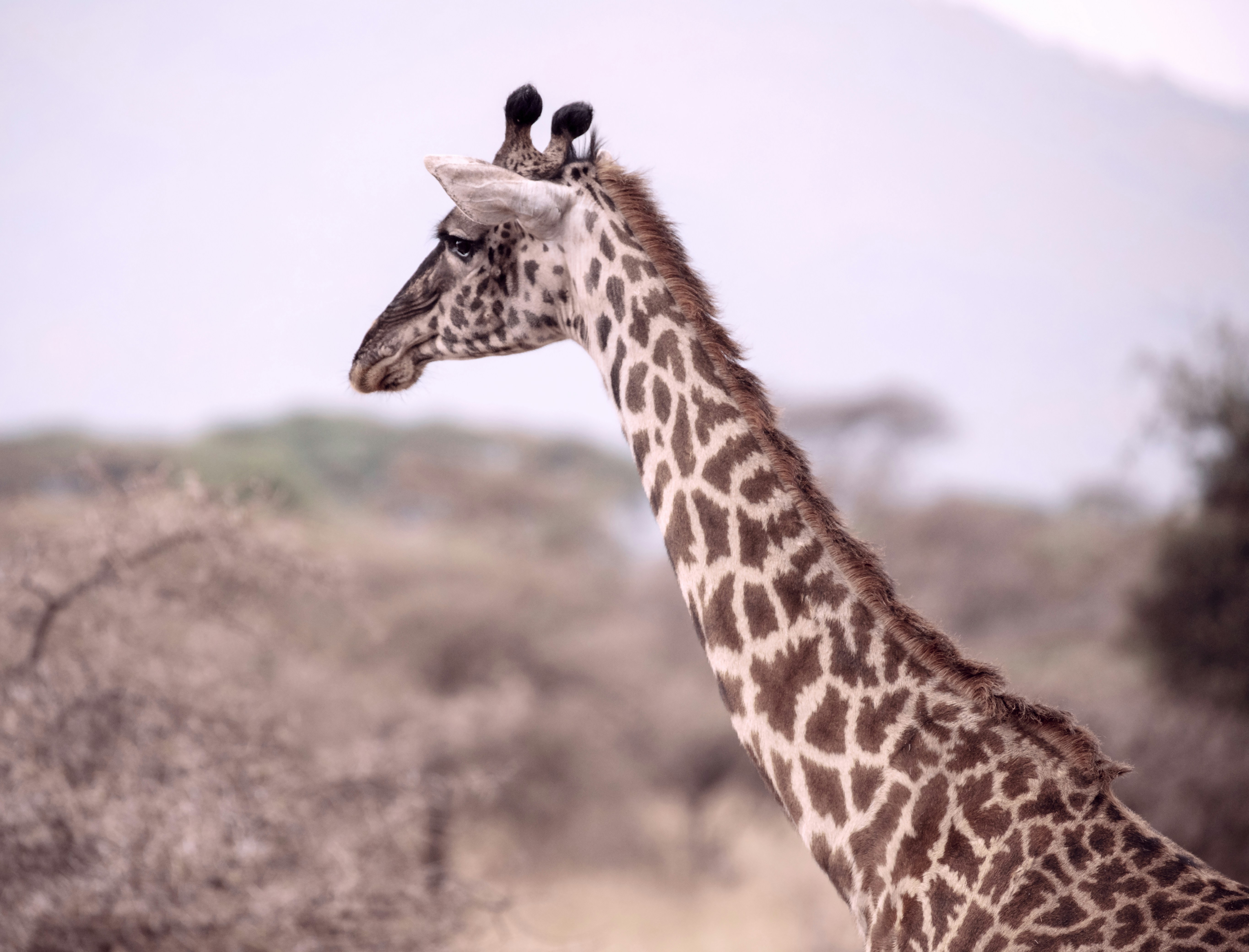 Lanky Watcher: A Giraffe Stretches Skyward Across a Quiet Plain