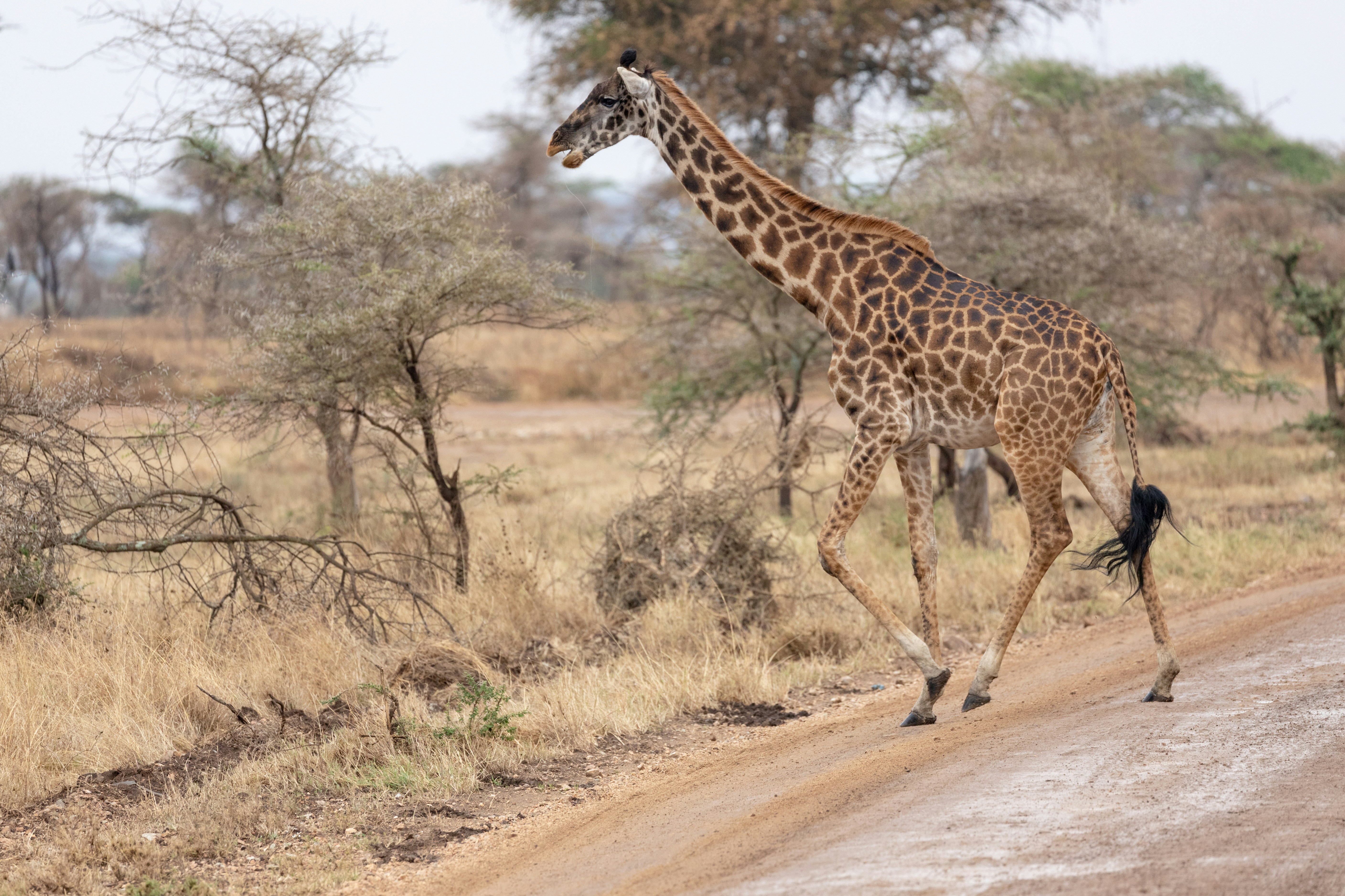 A giraffe gracefully walking along a dirt path in a dry savannah landscape, surrounded by sparse trees and grass.