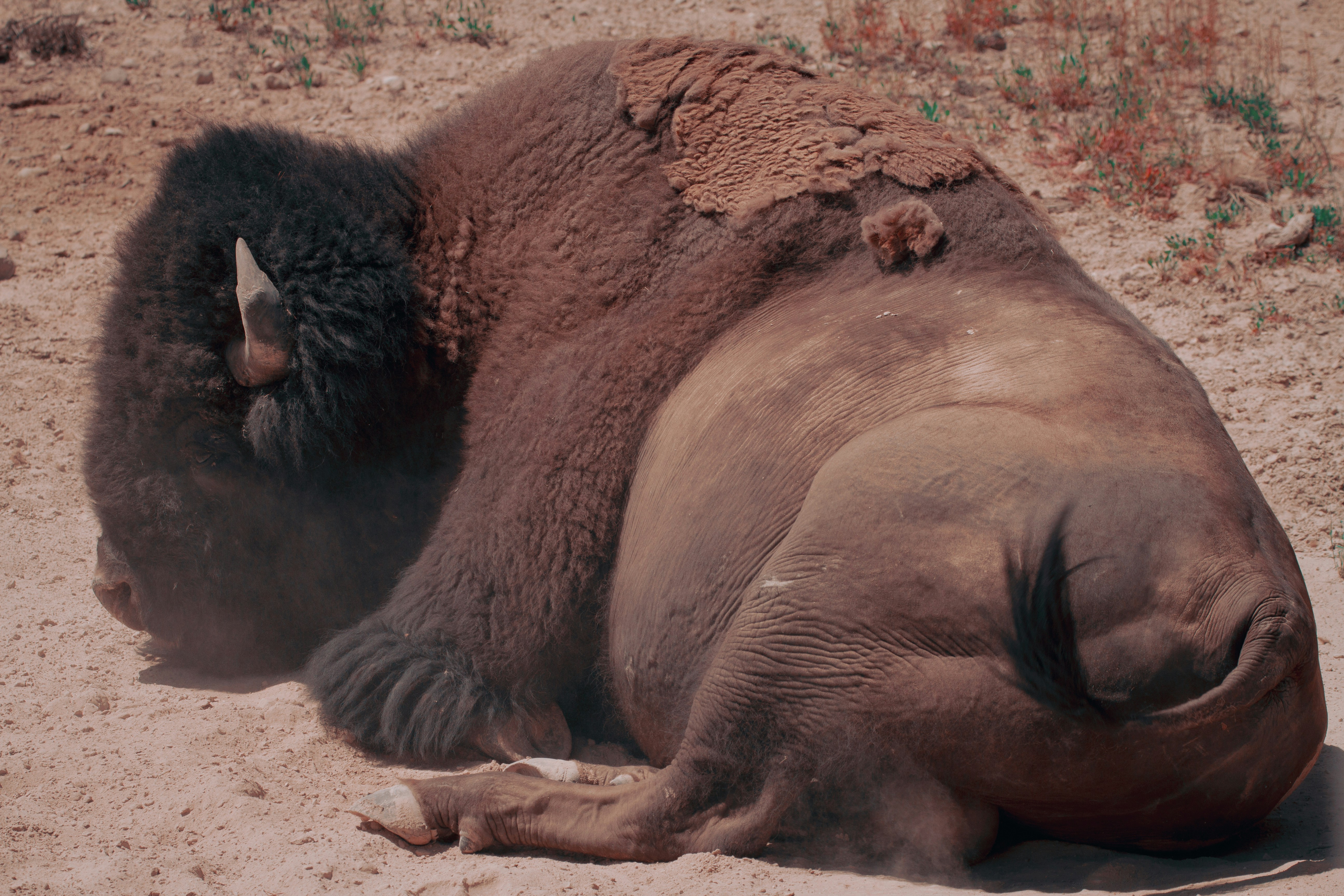 A large bison laying on the ground in the dirt photo – Free America ...