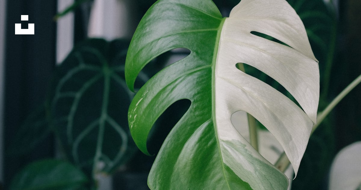 部屋に緑の葉がある大きな白い植物の写真 Unsplashの無料モンステラ・アルボ写真