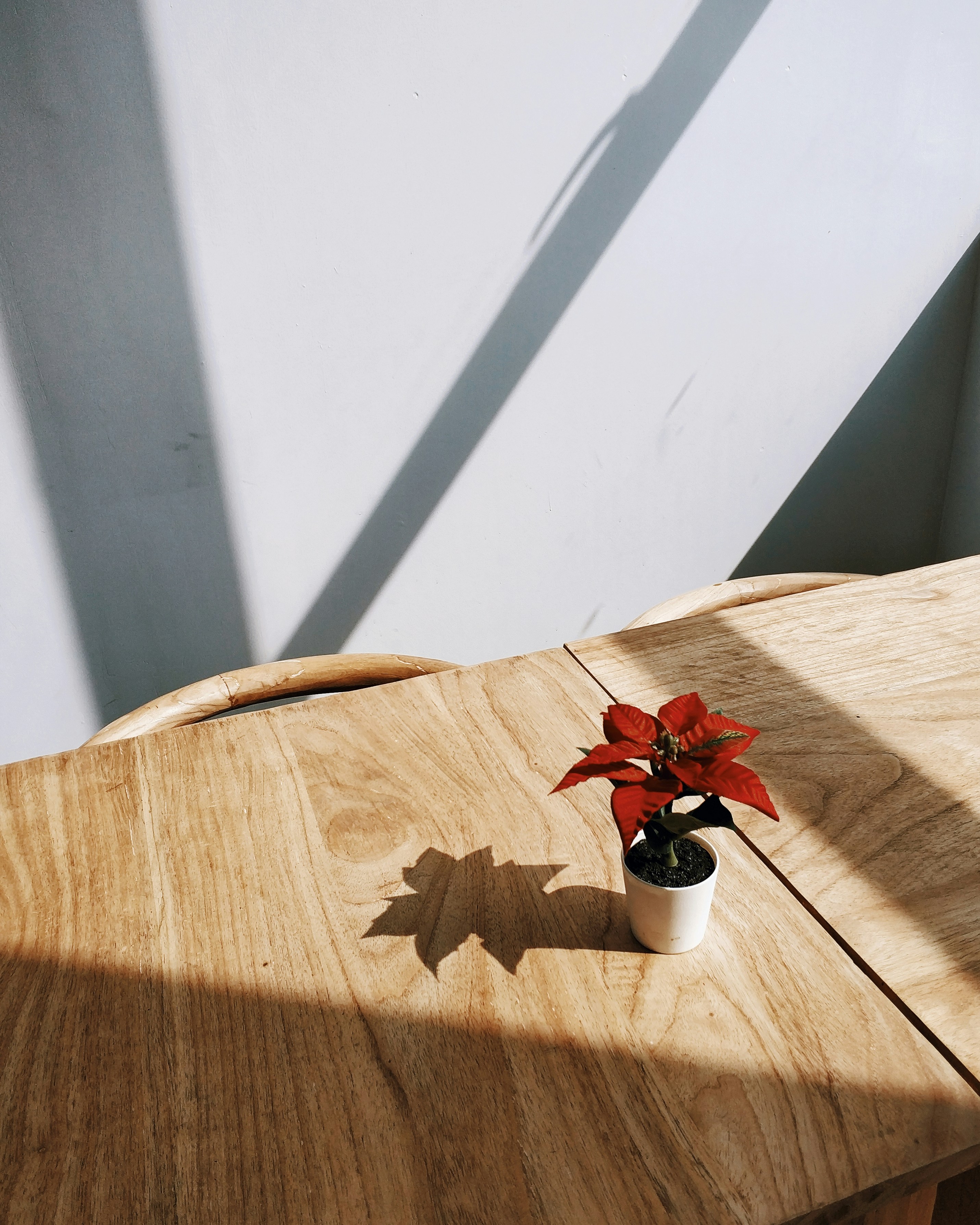 A small red plant in a white pot casts a delicate shadow on a wooden table, illuminated by soft sunlight filtering through nearby windows.