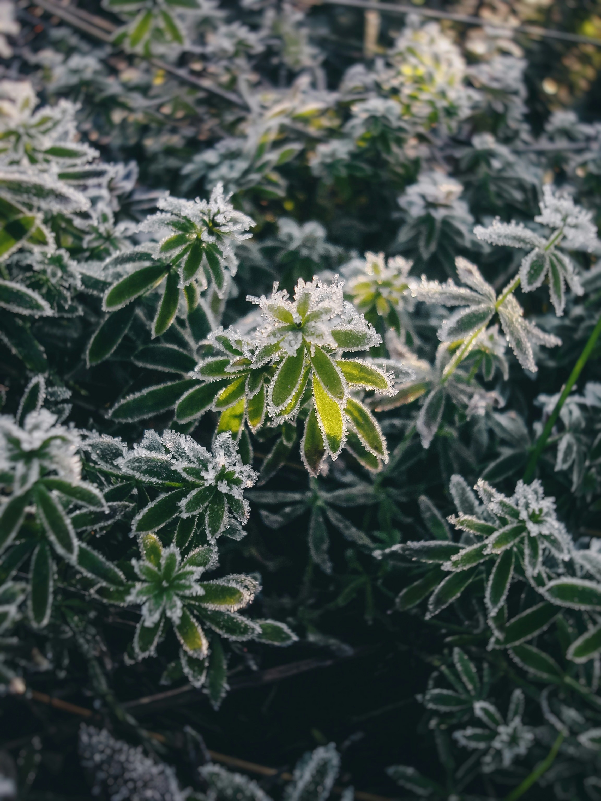 Close-up photograph of frost-coated green leaves, with ice crystals tracing their edges. The composition emphasizes texture and a quiet winter mood.