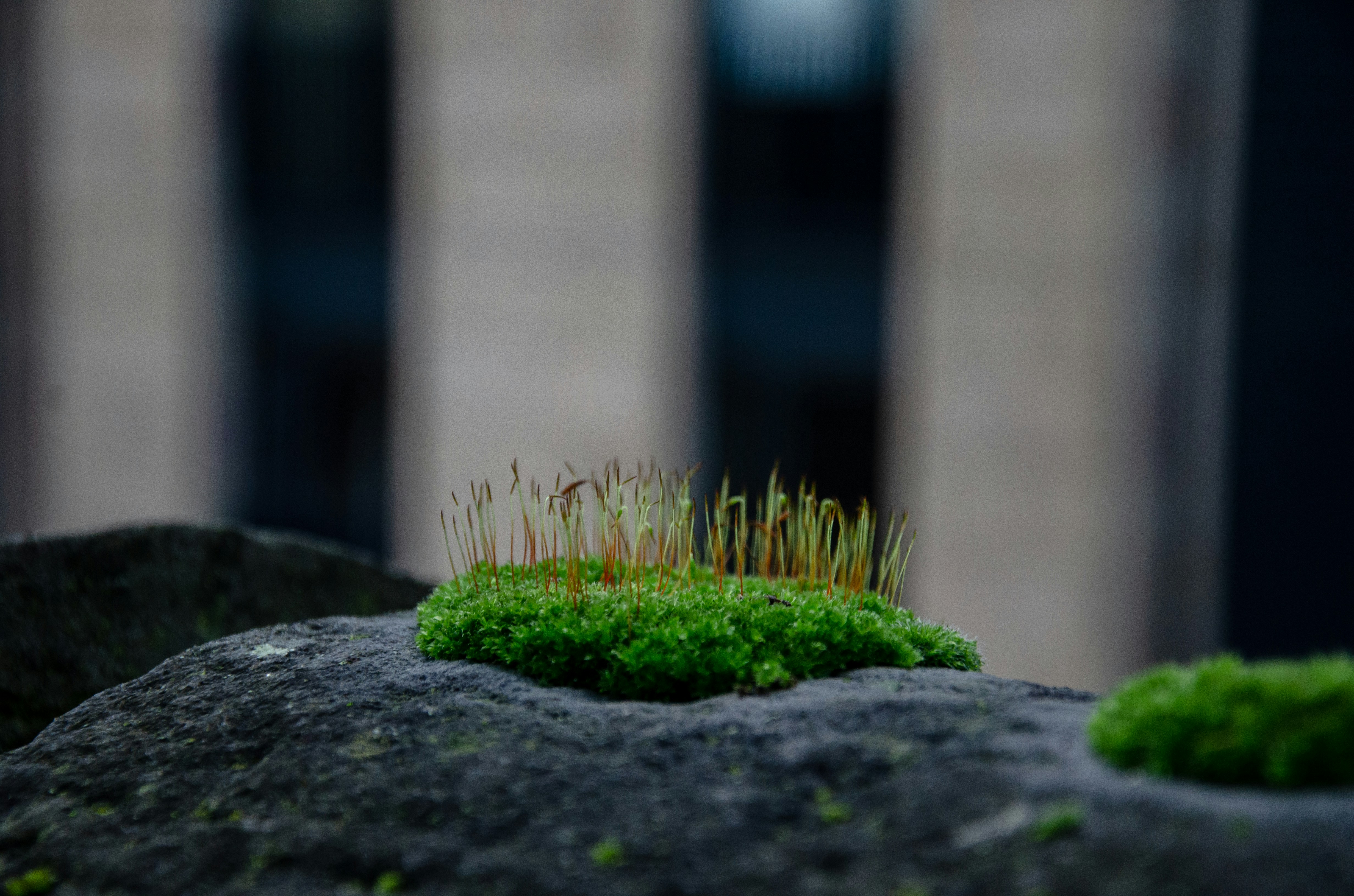 a close up of a moss growing on a rock