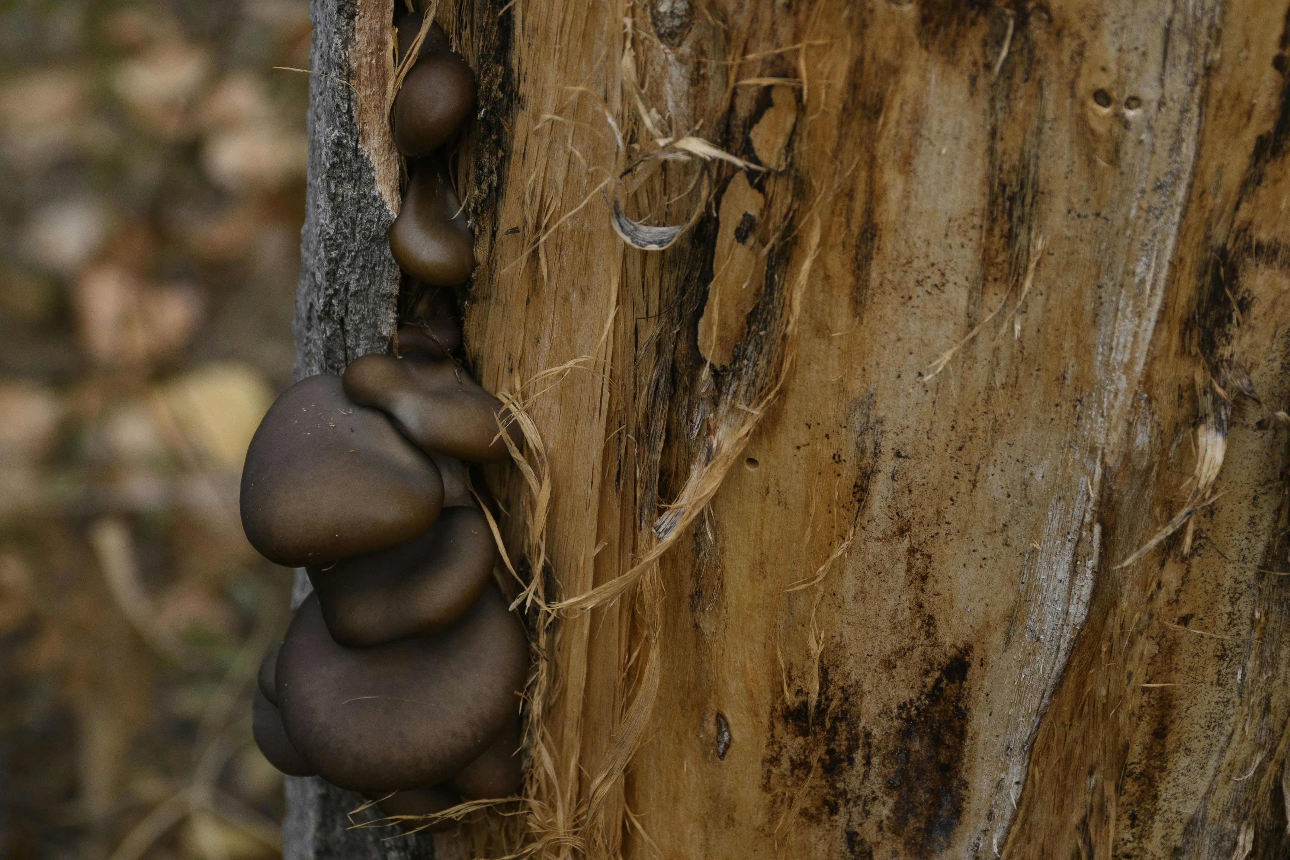 Velvet Bracket: Quiet Monoliths Clinging to a Weathered Birch
