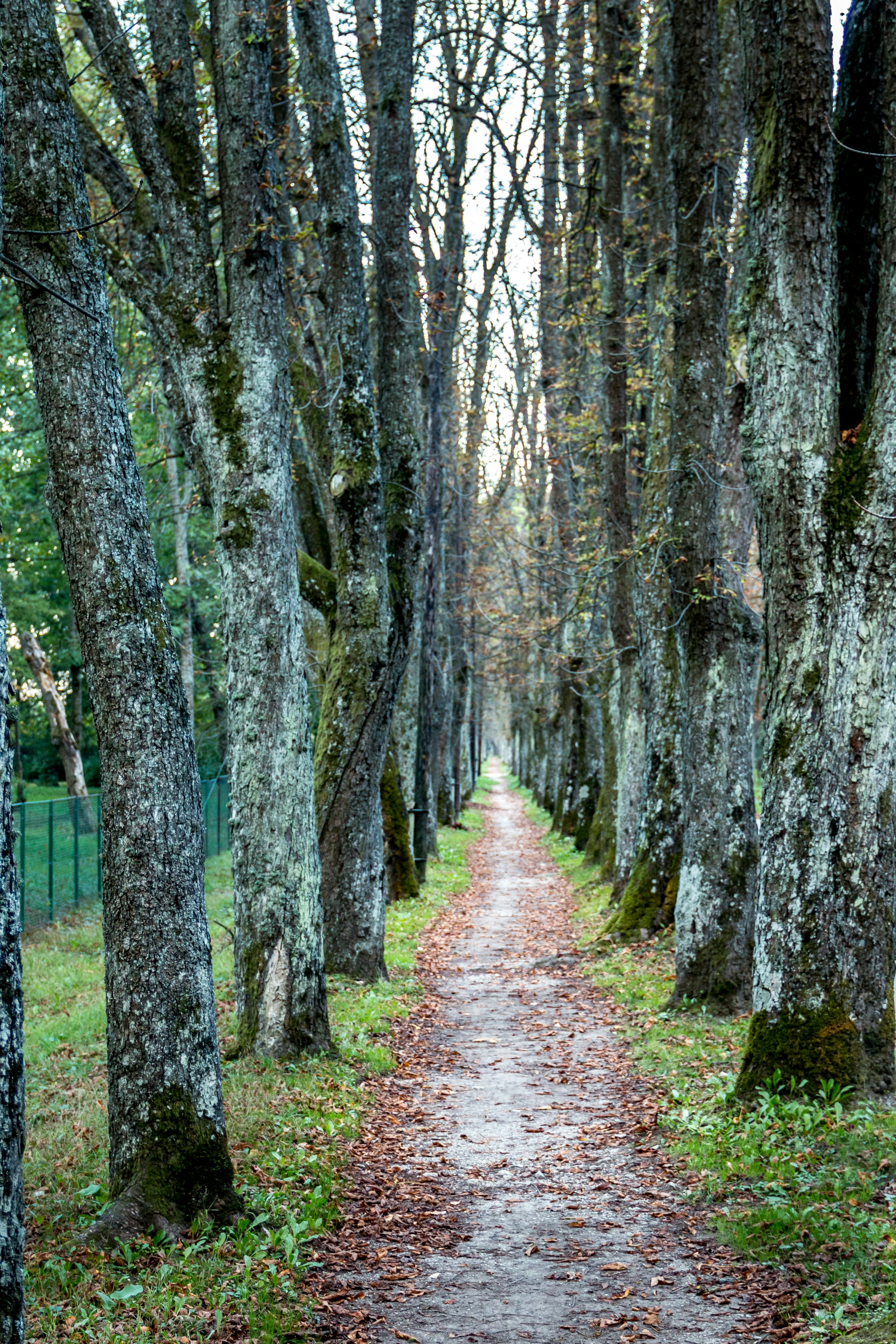 Straight footpath between trees covered with leafes