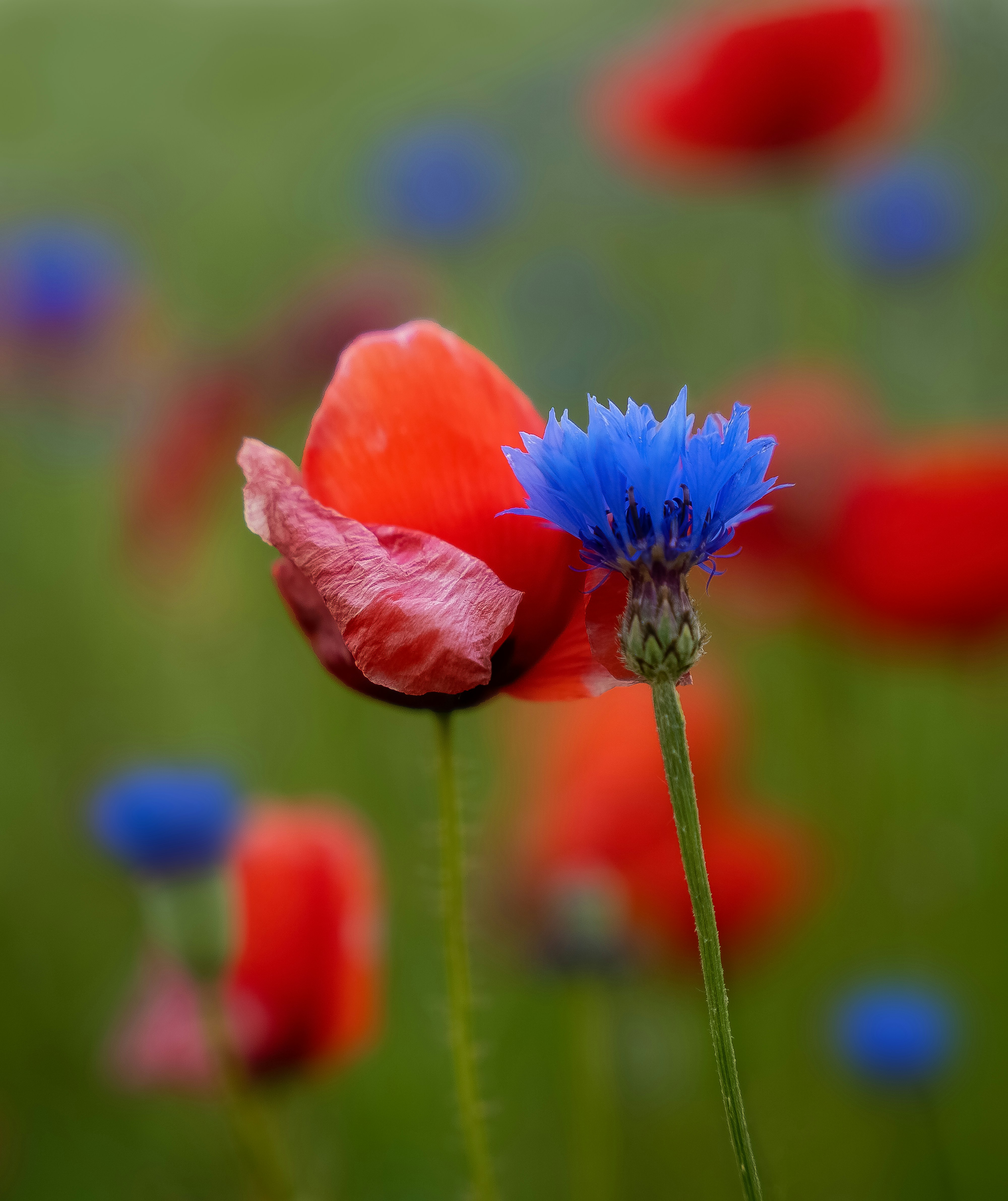 Azure Cornflower Amid Scarlet Poppies: A Quiet Meadow Portrait