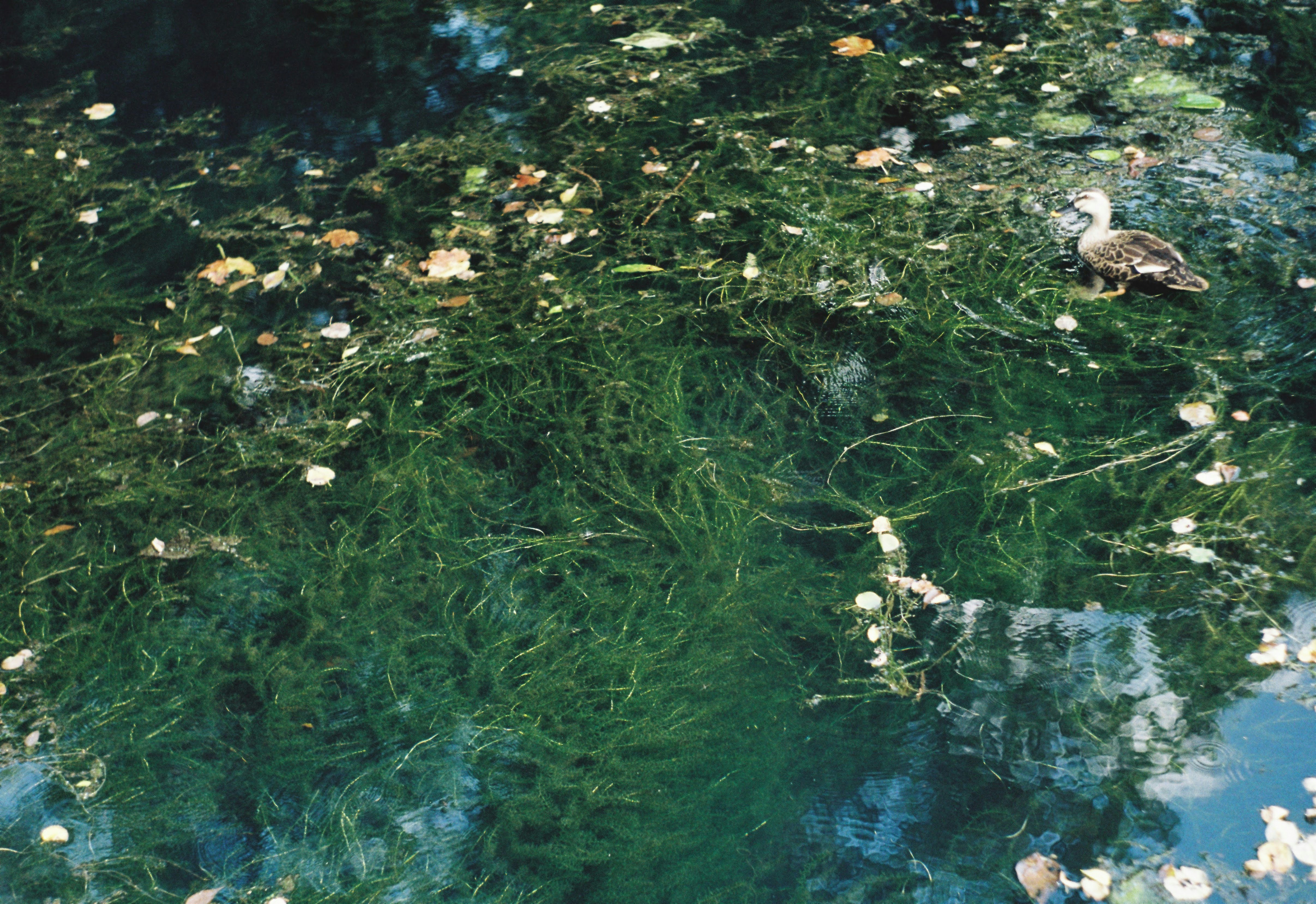 A solitary duck navigates through a lush green aquatic landscape, surrounded by floating leaves and vibrant water plants.