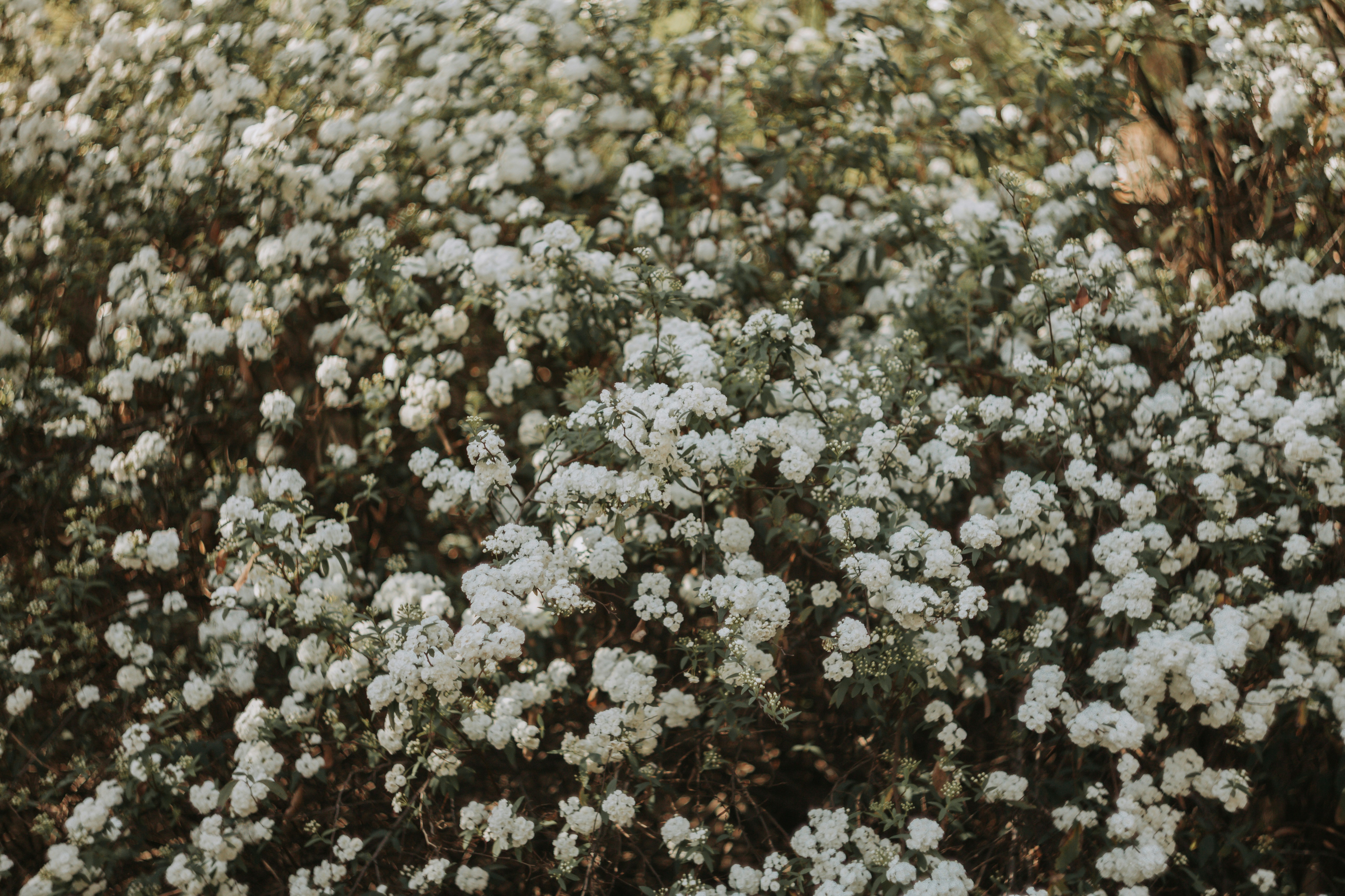 Cluster of white flowers in soft focus with gentle sunlight filtering through leaves.