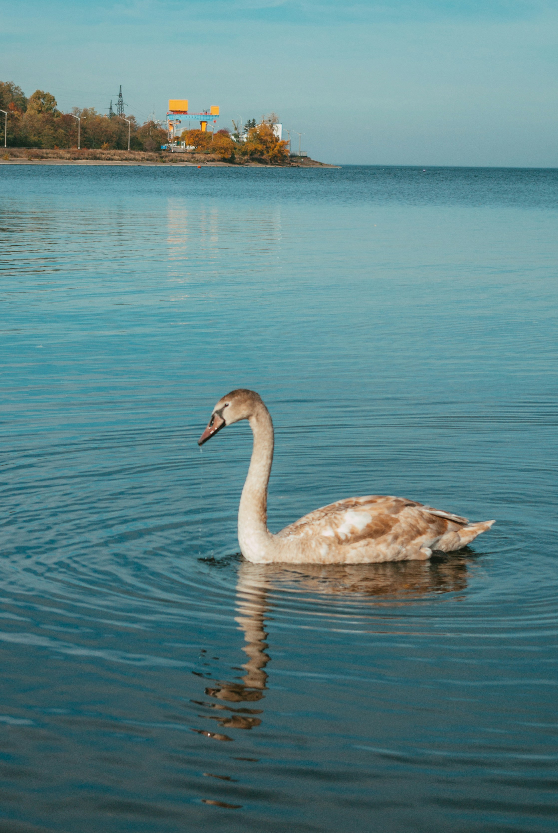 Un canard flottant au-dessus d’un plan d’eau photo – Photo Sarcelle ...