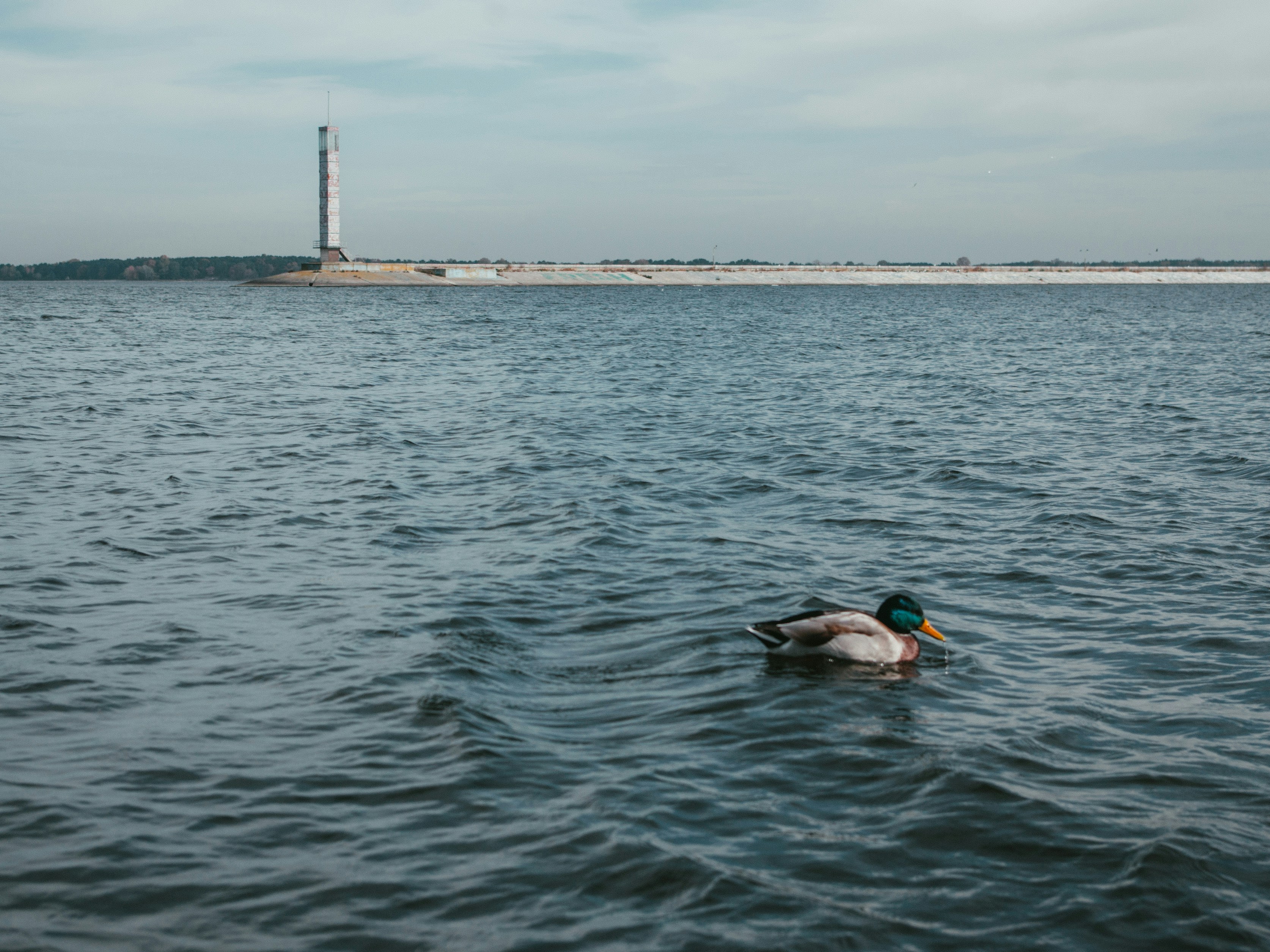 a duck floating on top of a body of water