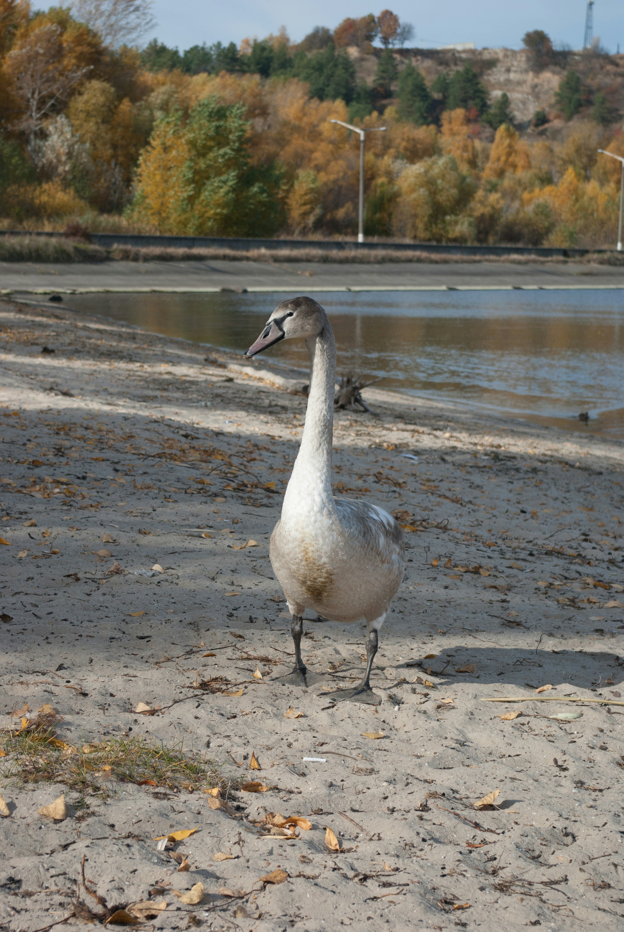 A goose standing on a beach next to a body of water photo – Free Animal ...