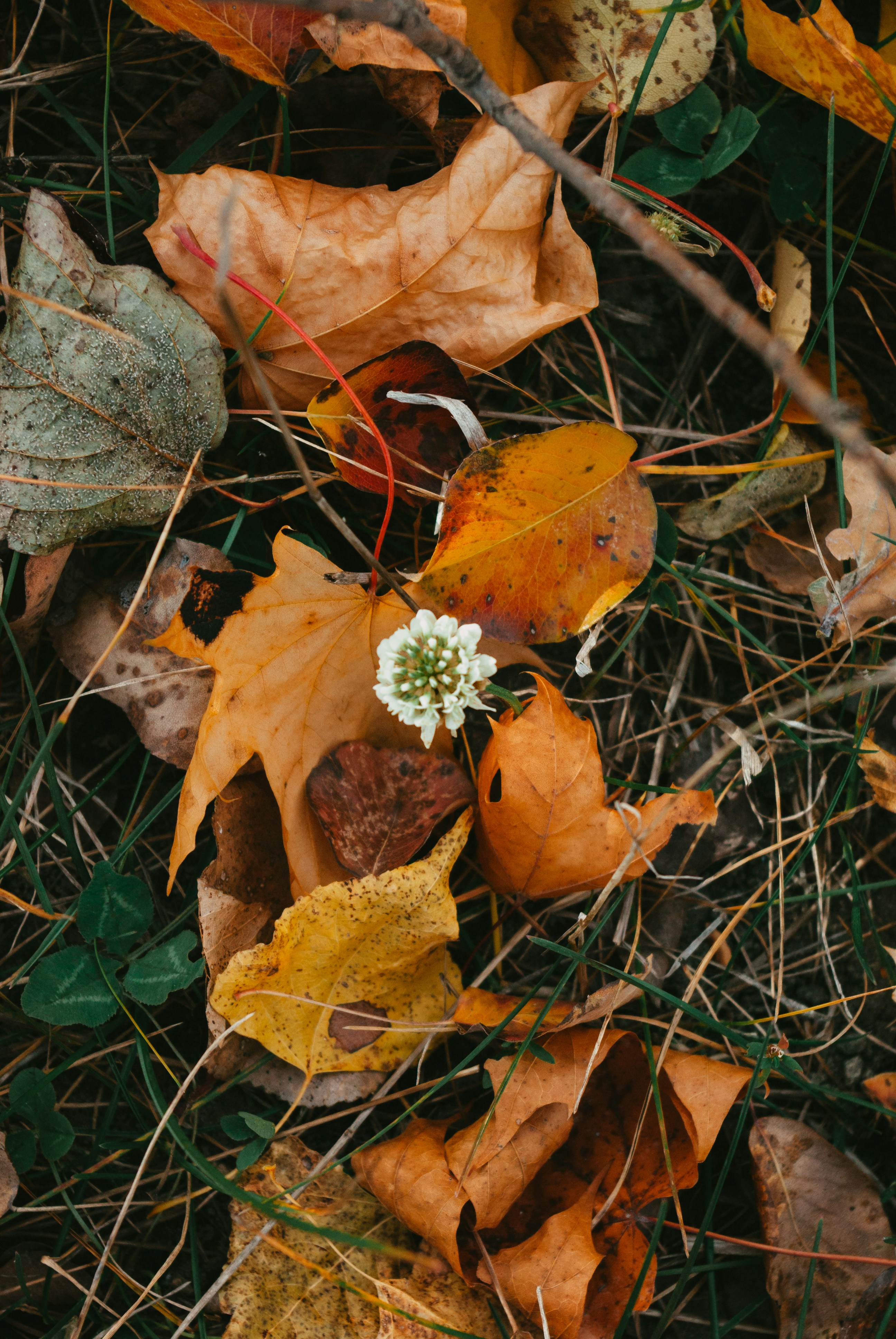 A delicate white flower emerges from a vibrant carpet of autumn leaves, showcasing nature's tenacity. The scene captures the interplay of color and life in a seasonal transition.