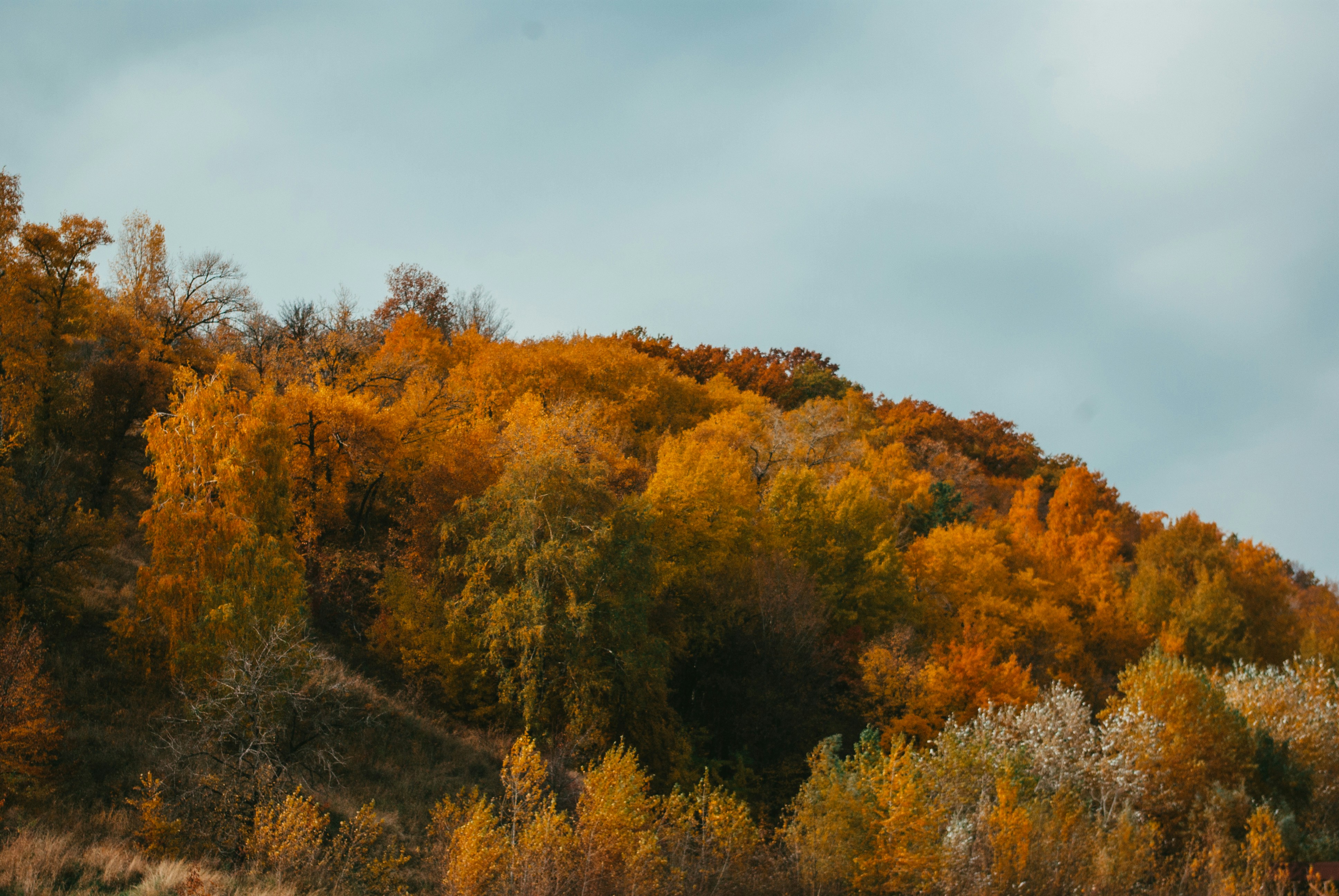 A hillside covered in lots of colorful trees photo – Free Forest Image ...