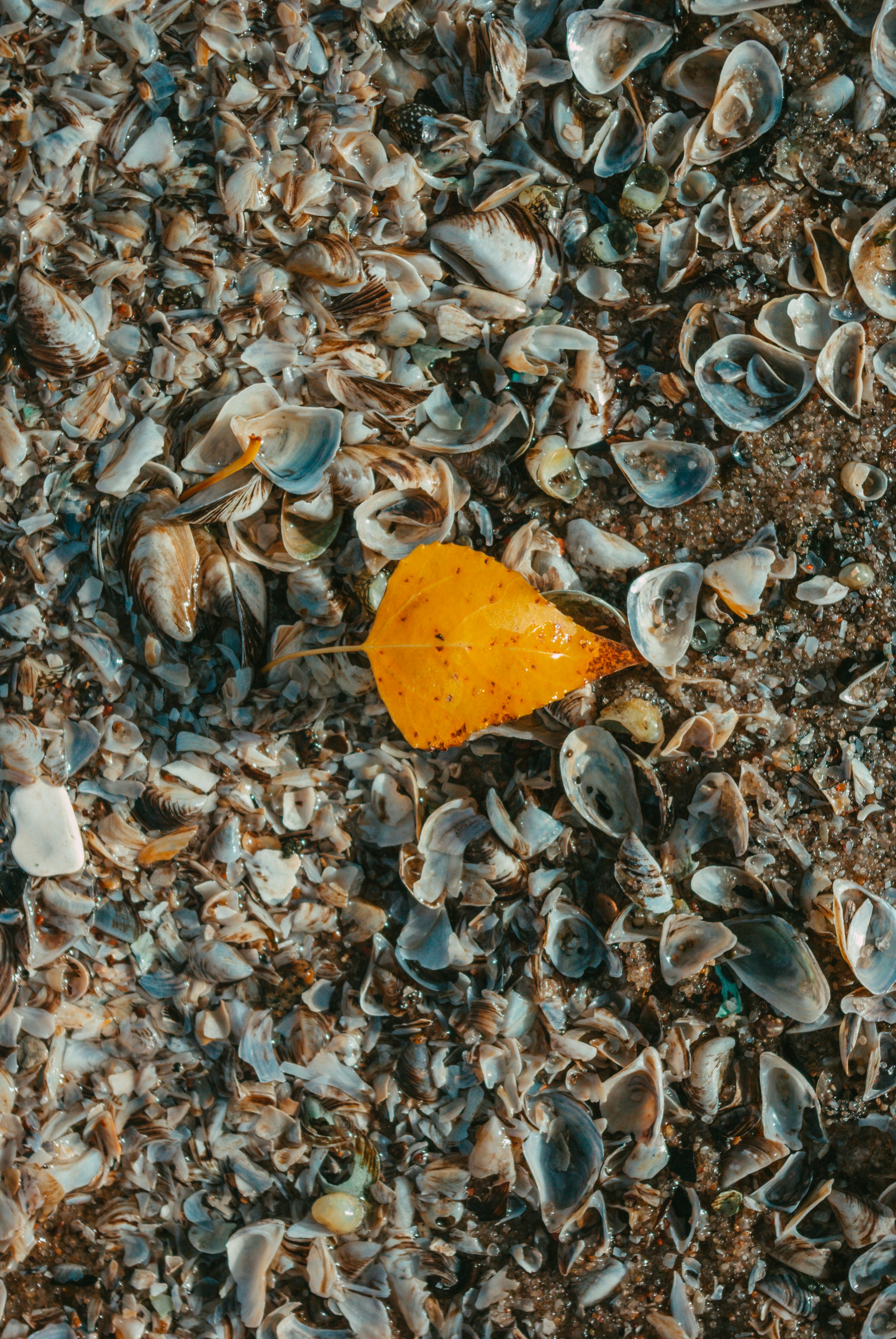 Autumn Leaf Among Seashells: a Pop of Yellow on a Shore of Quiet Browns