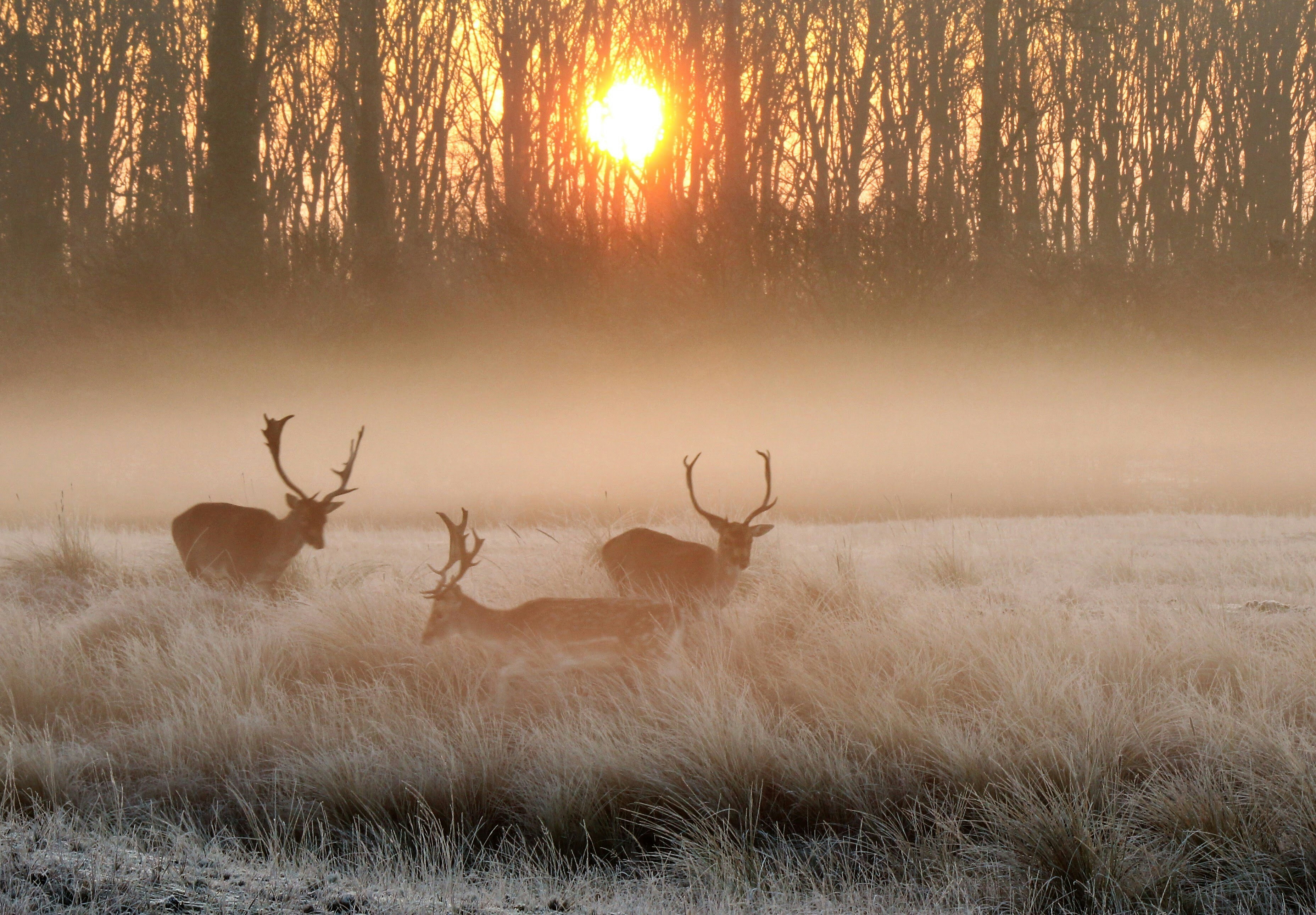 Dawn's Mist: Stags Emergent Through Frosty Field