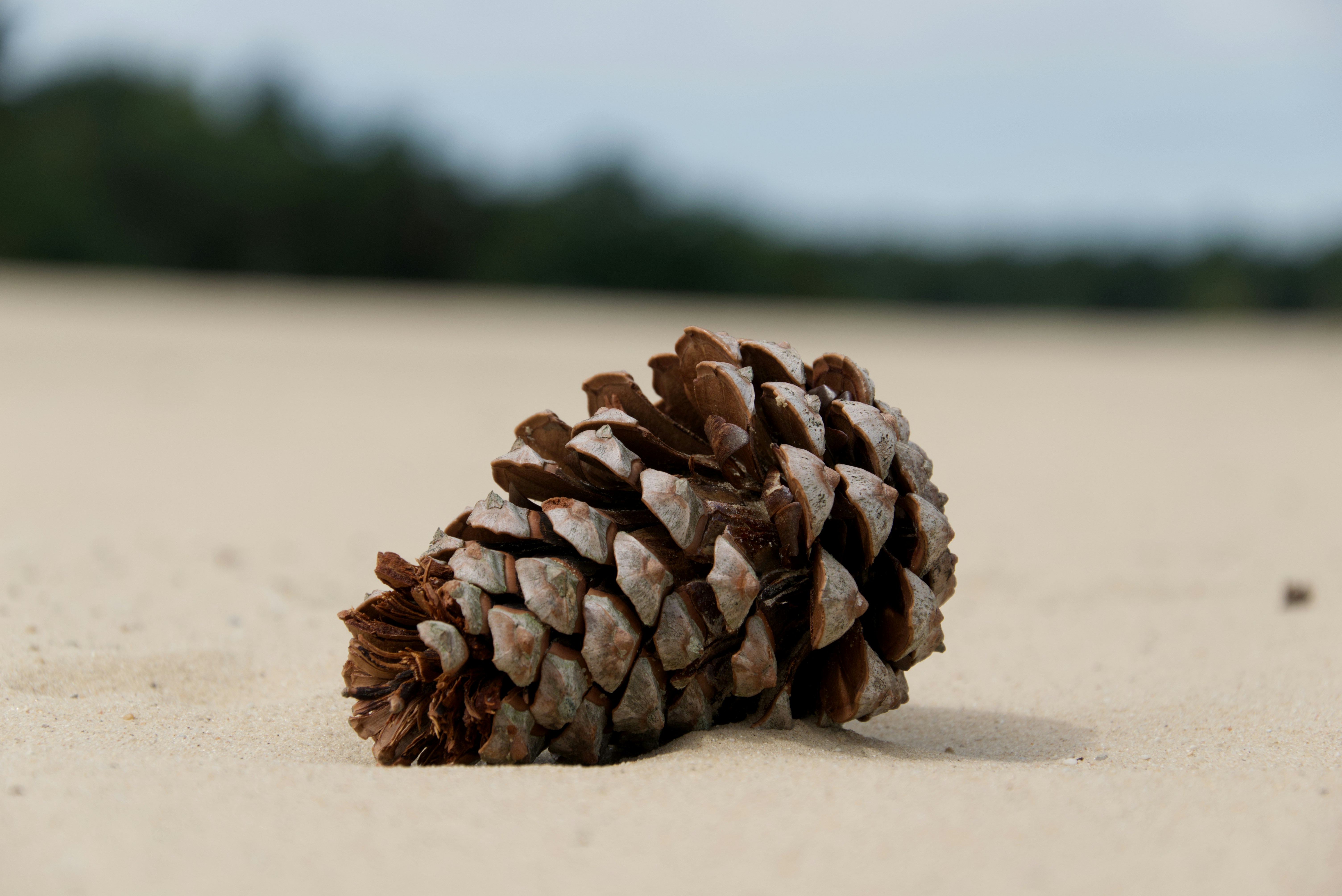 Pine Cone on Sun-Kissed Sand: Texture in a Quiet Seascape