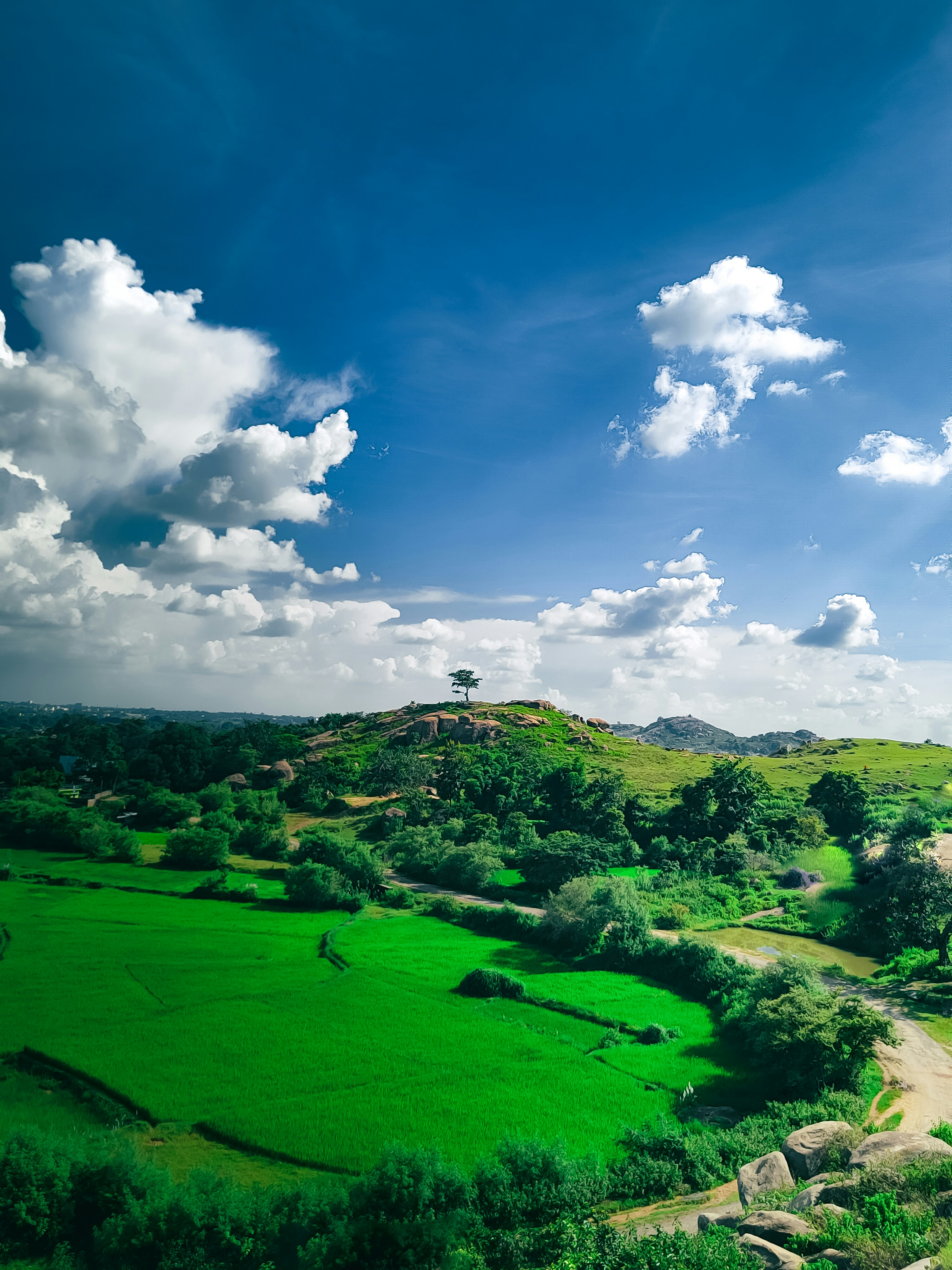Verdant fields roll toward a gentle hill crowned by a lone tree beneath a clear blue sky with scattered clouds.