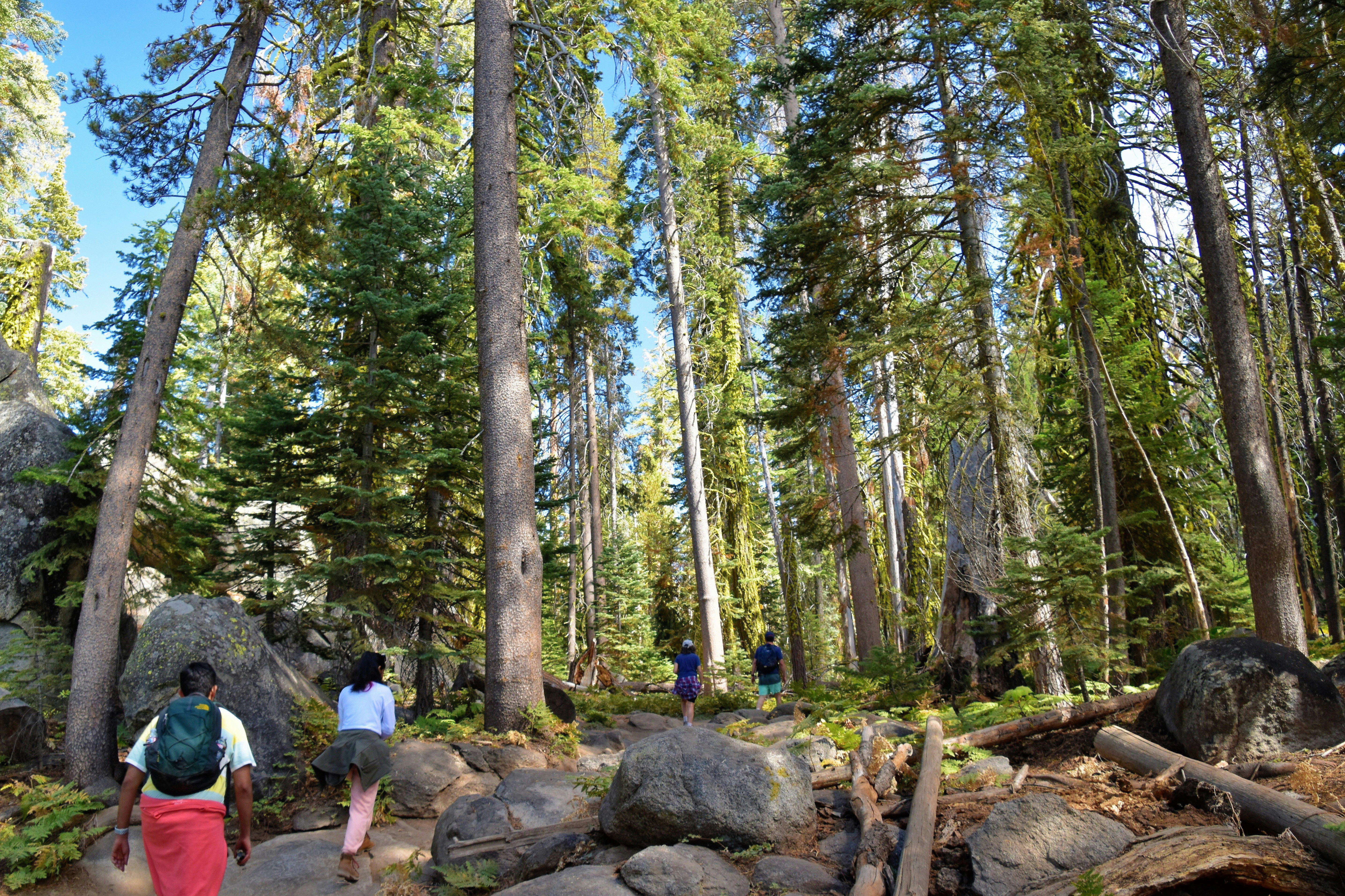 Un grupo de personas caminando por un bosque foto – Imagen de Comienzo ...
