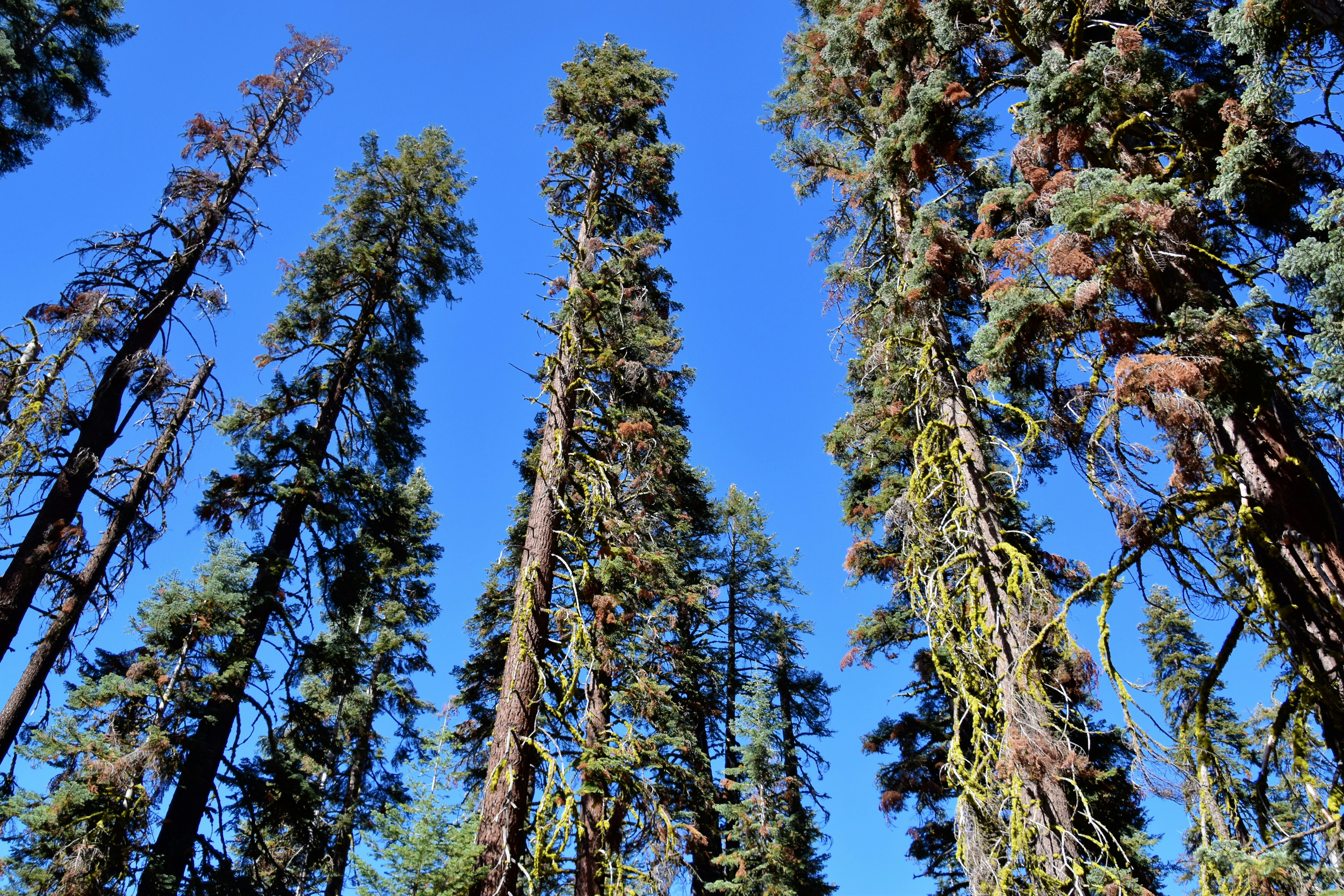 Azure Cathedral: Tall Pines Reaching Toward a Cerulean Sky