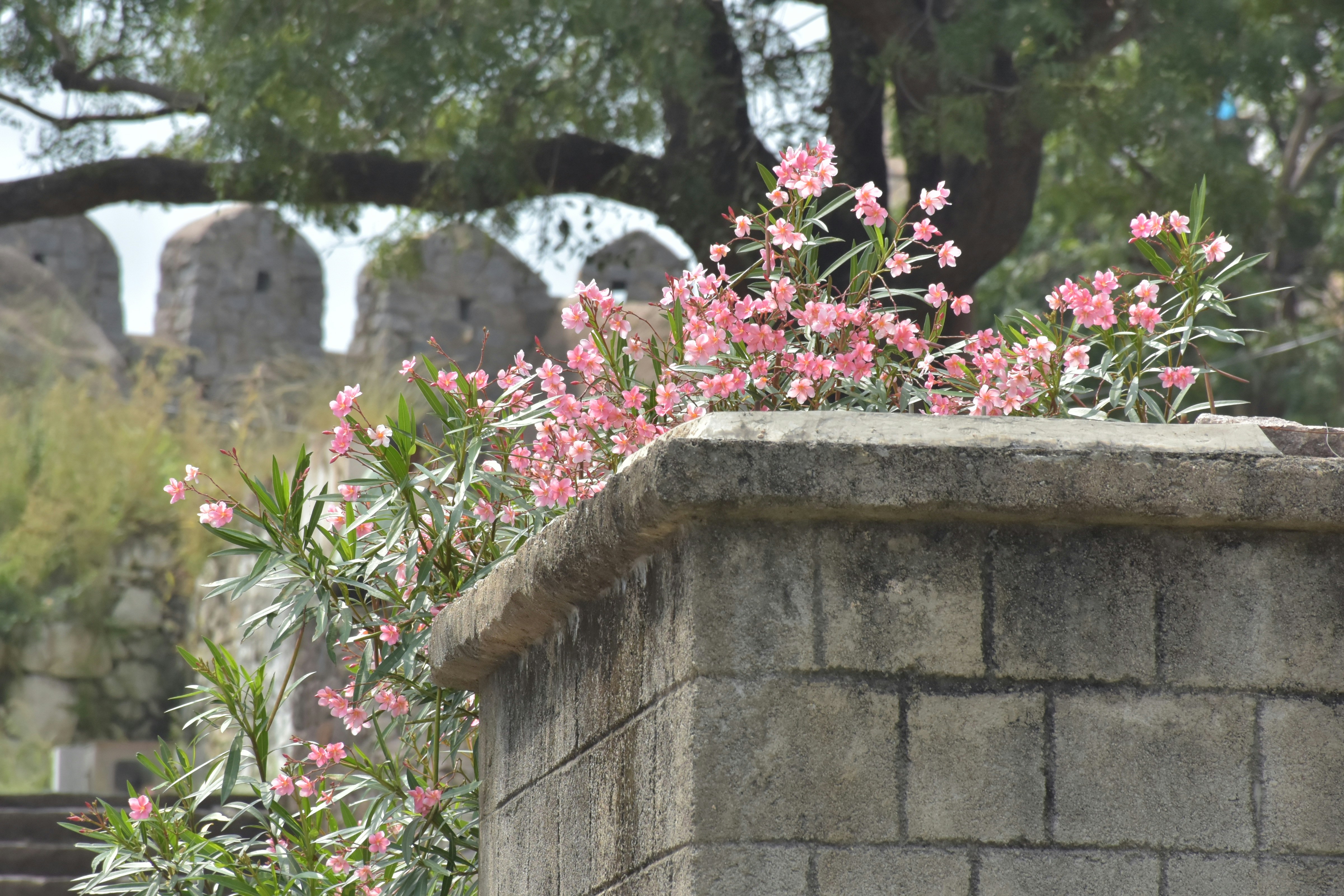 a stone wall with pink flowers growing out of it