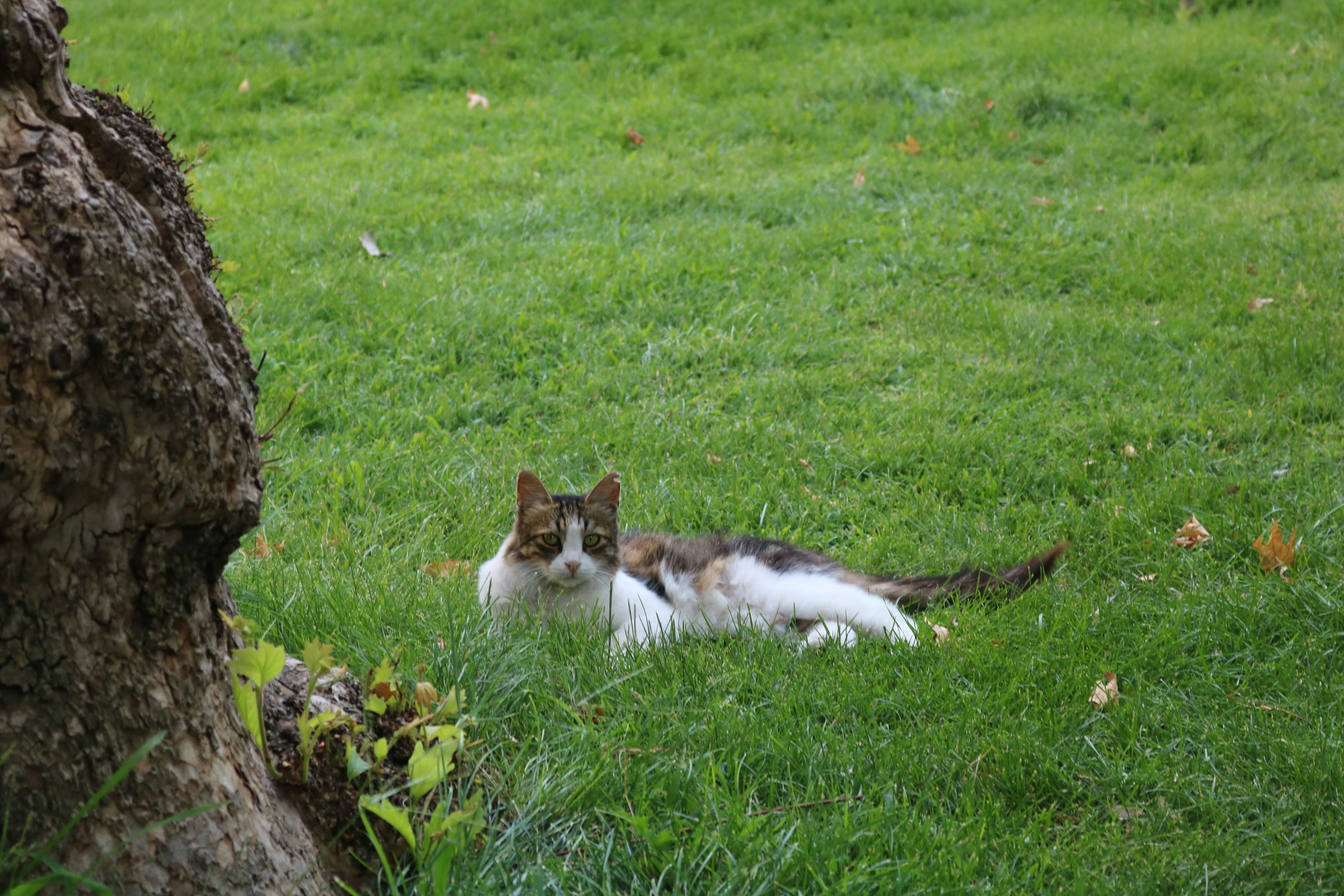 Calico Lounging in Emerald Light by a Tree