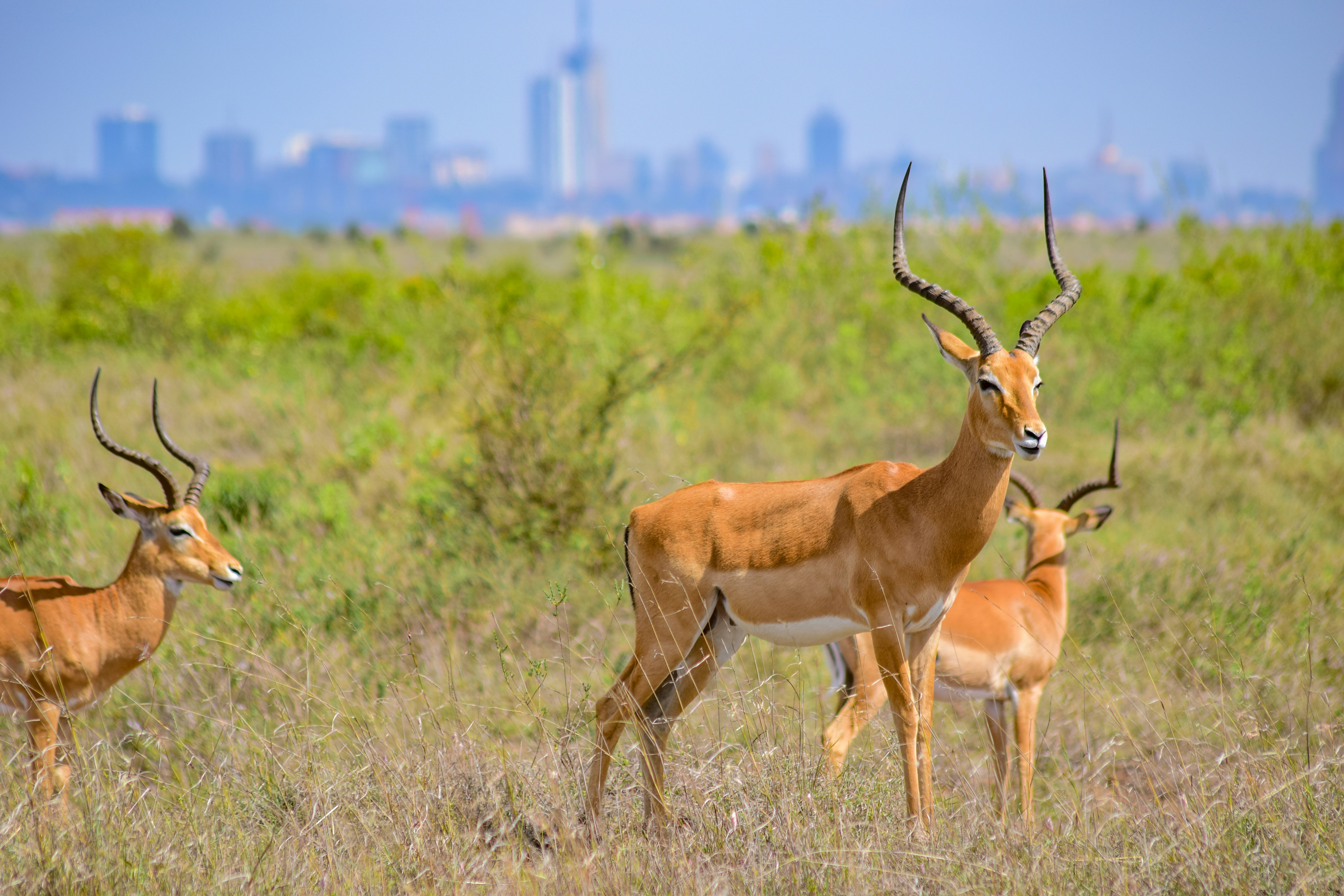 a herd of antelope standing on top of a grass covered field