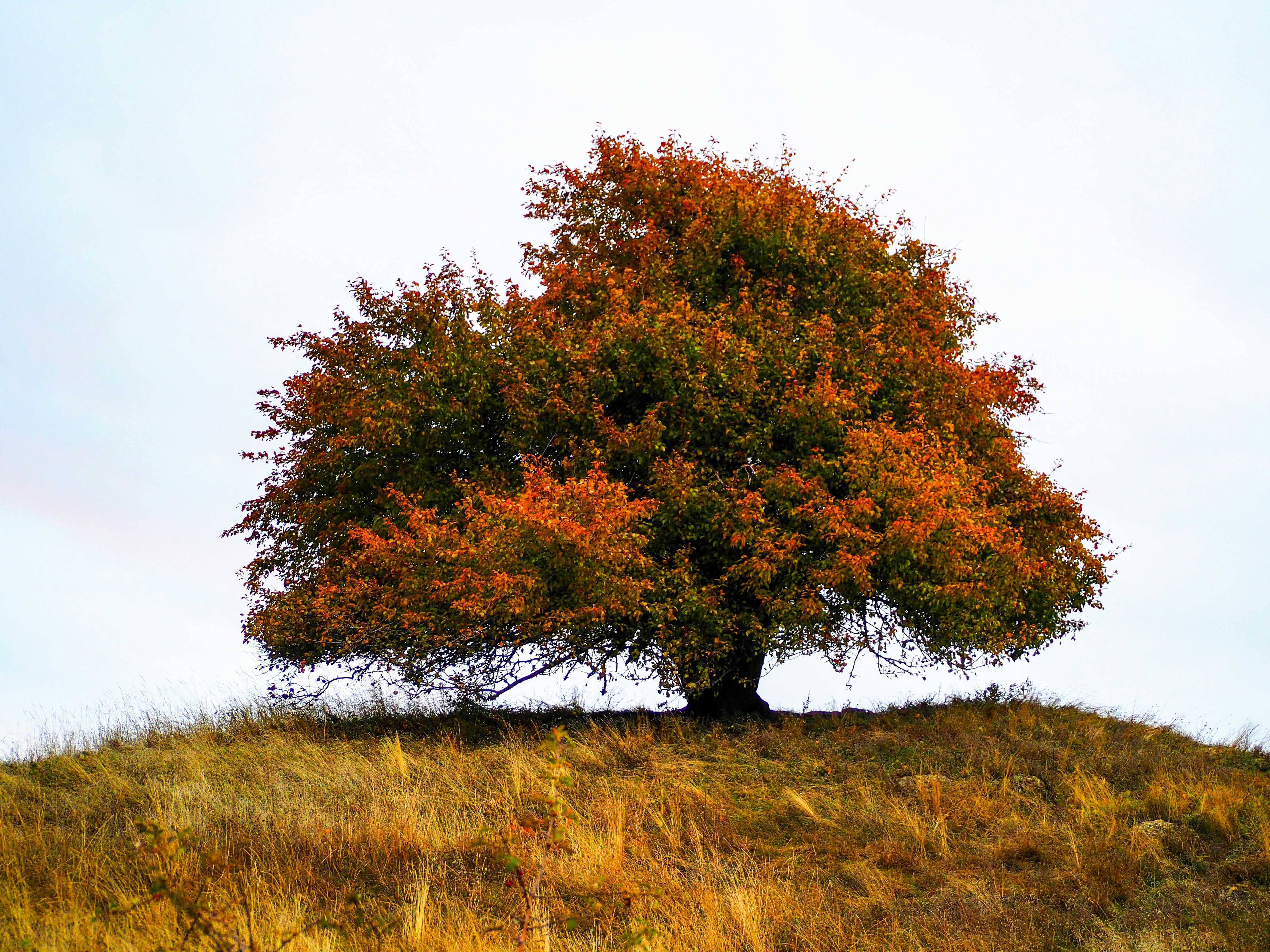 A solitary oak tree adorned with vibrant autumn leaves stands atop a grassy hill, showcasing the beauty of seasonal change.