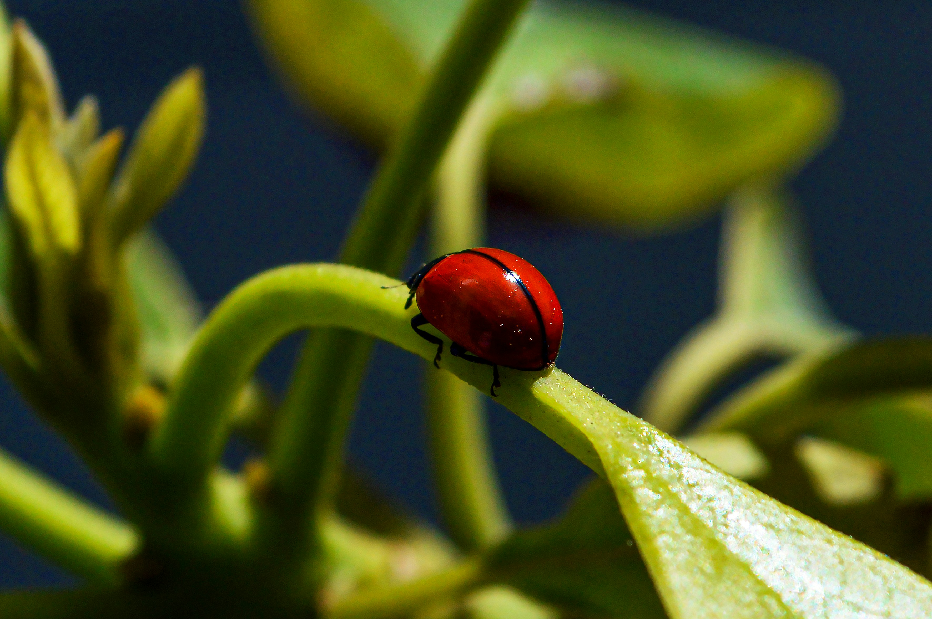 Red Ladybird on a Green Tendril Amid Blue Backdrop