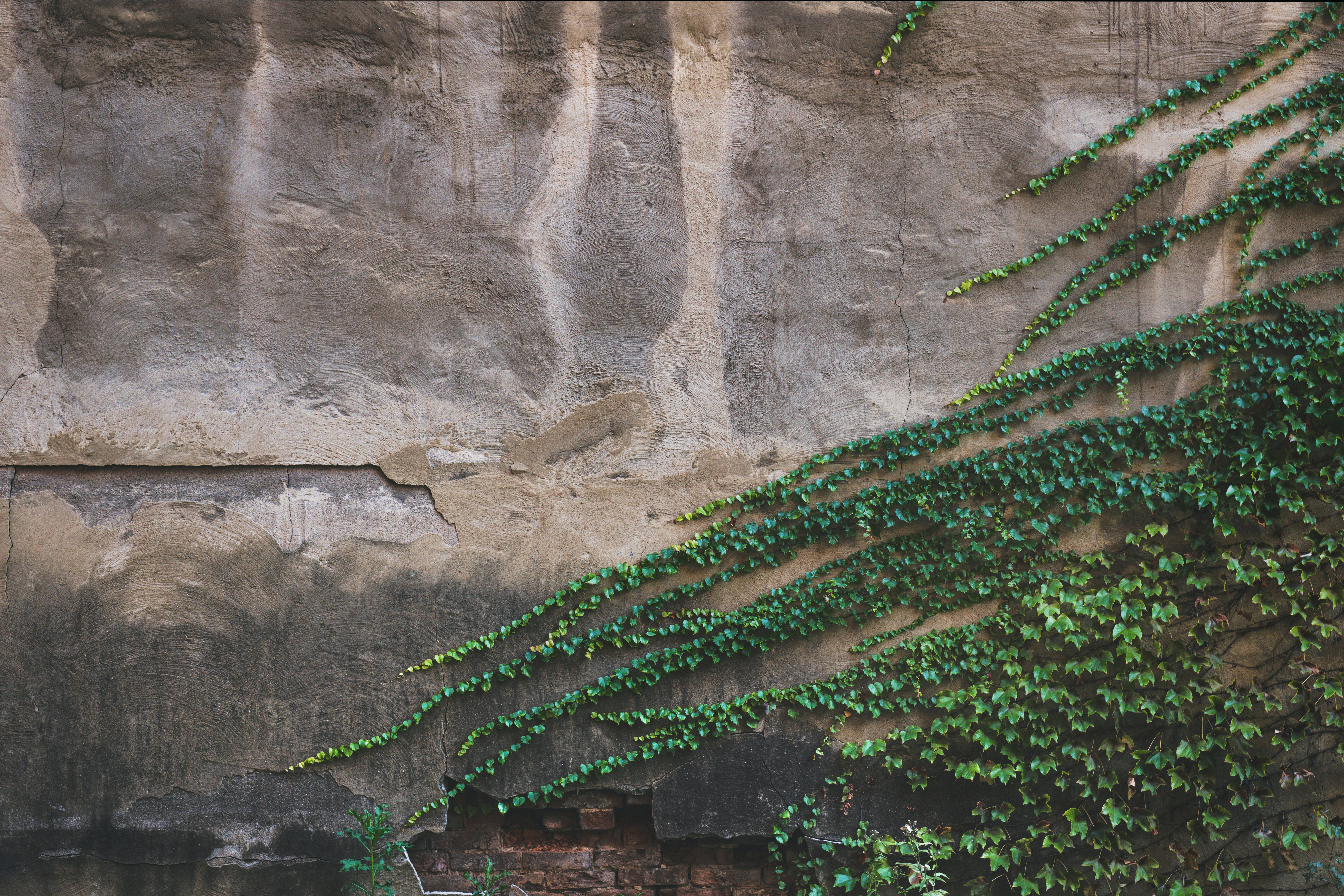Vibrant green ivy cascading down a weathered wall, highlighting the contrast between nature and urban decay.