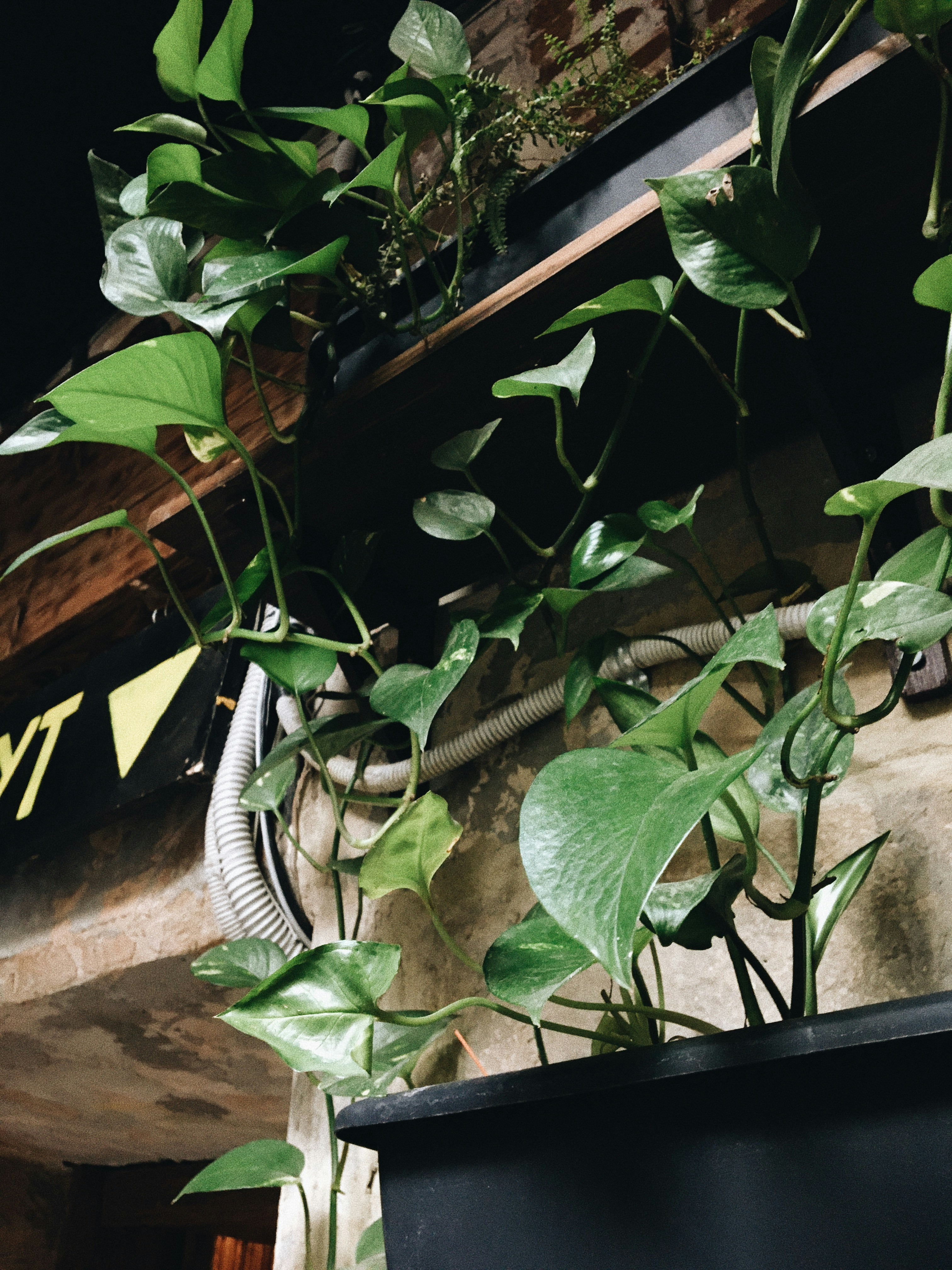 Verdant Whispers: Nature's Embrace in an Urban Space