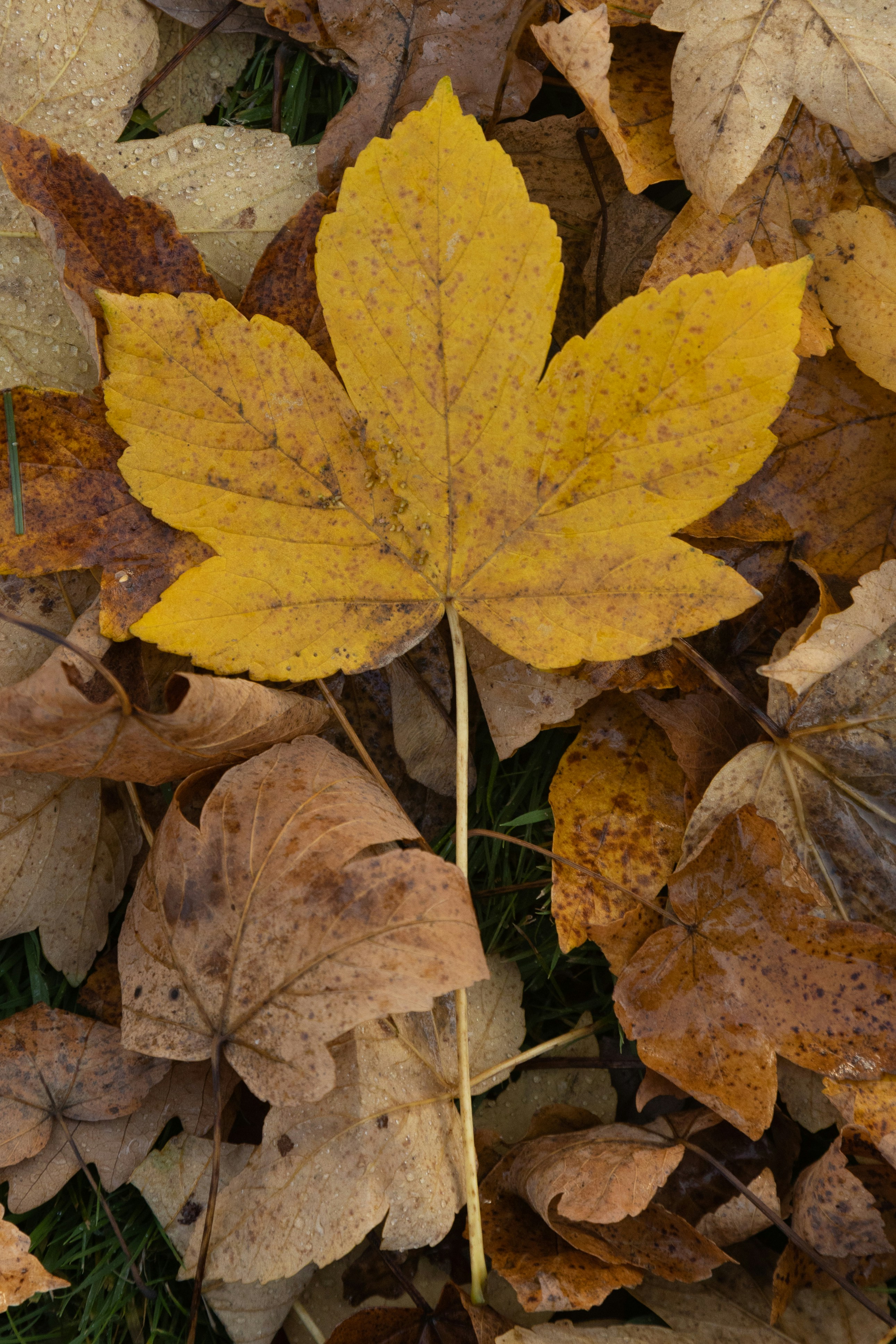 A vibrant yellow leaf stands out among a bed of brown and orange fallen leaves, symbolizing the transition of seasons.