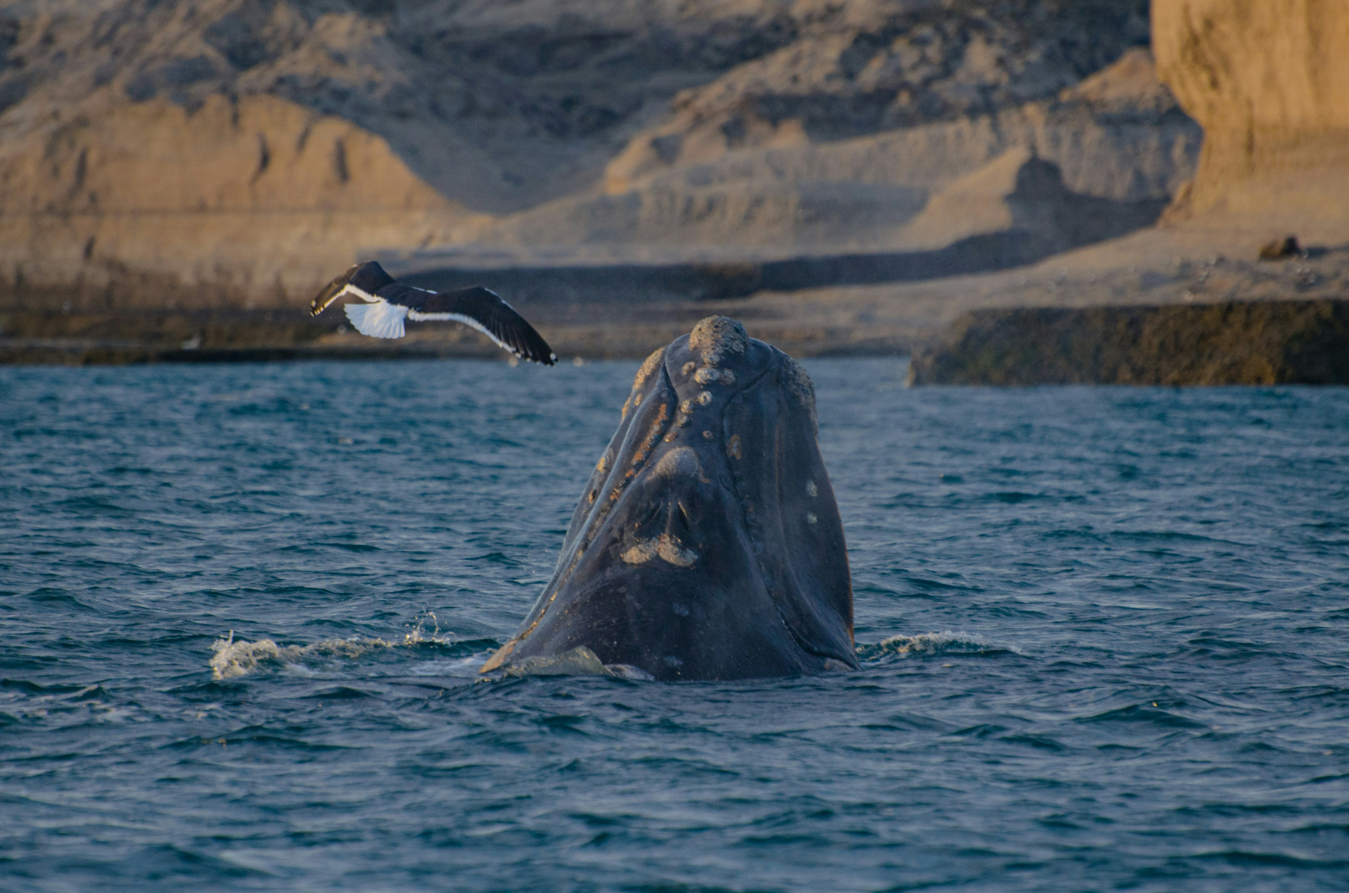 A bird flying over a humpback whale in the ocean photo – Free Grey ...