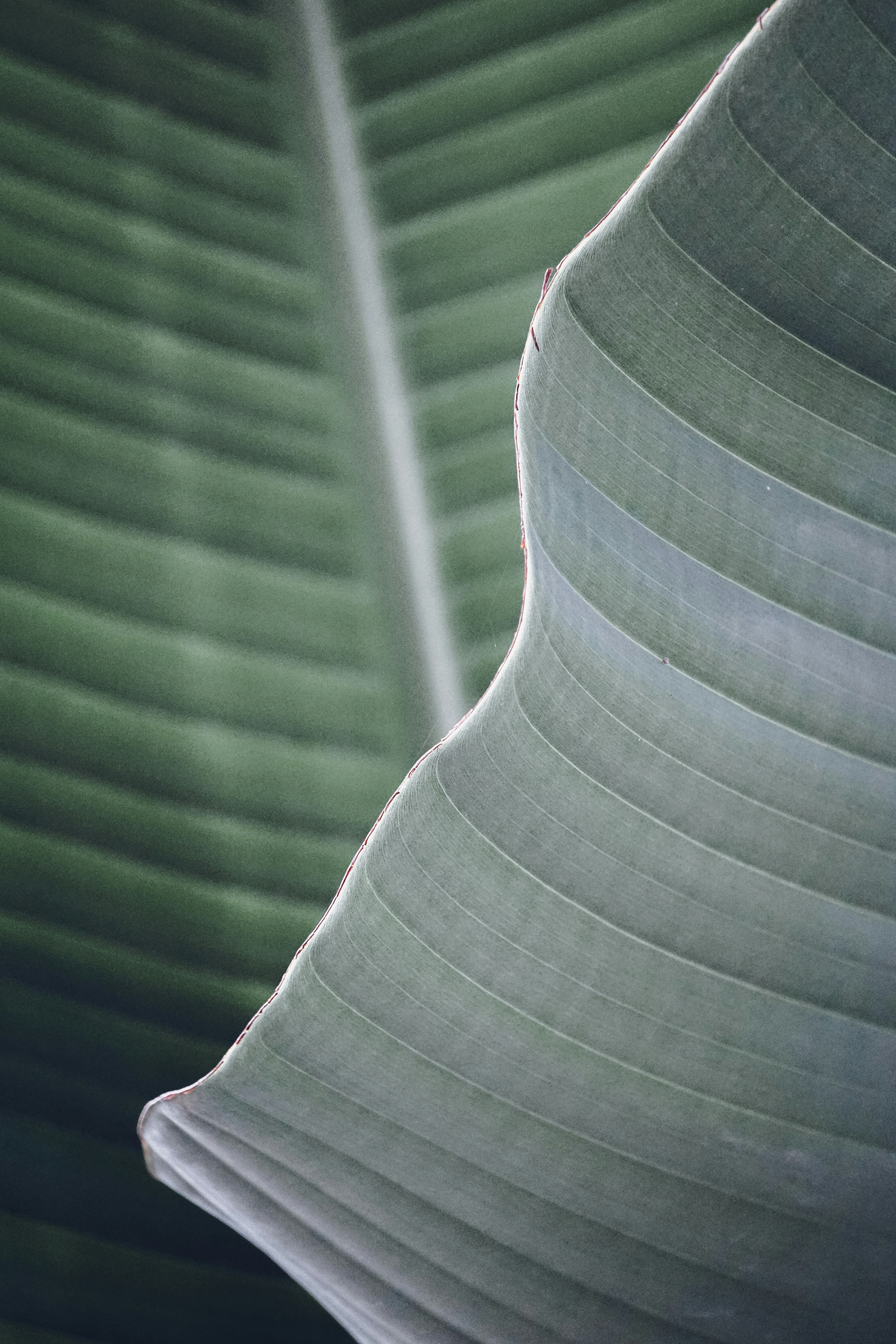 Curved Banana Leaf: Striated Texture in Soft Light