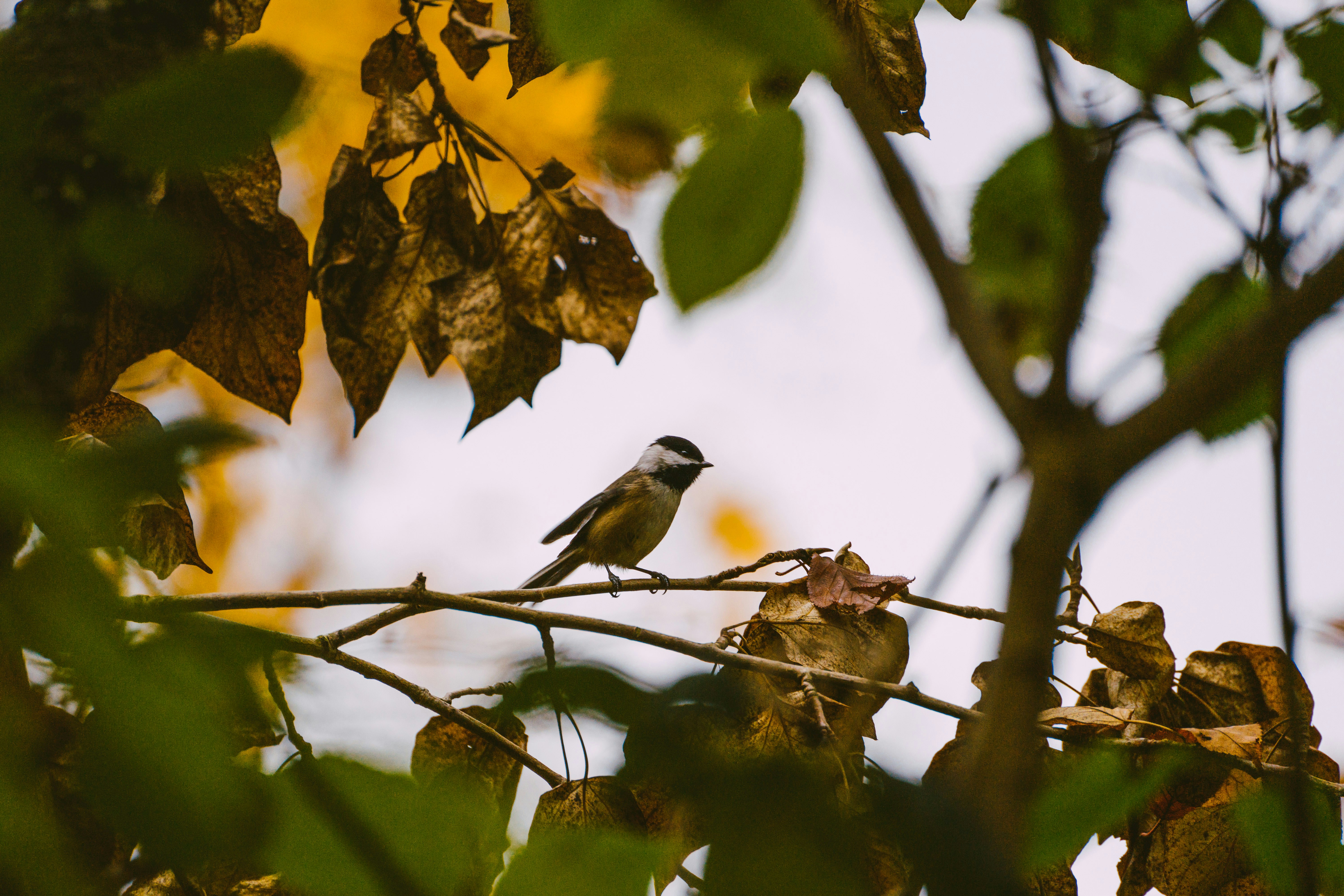 A small bird perched on a branch surrounded by autumn leaves, showcasing the transition of seasons.