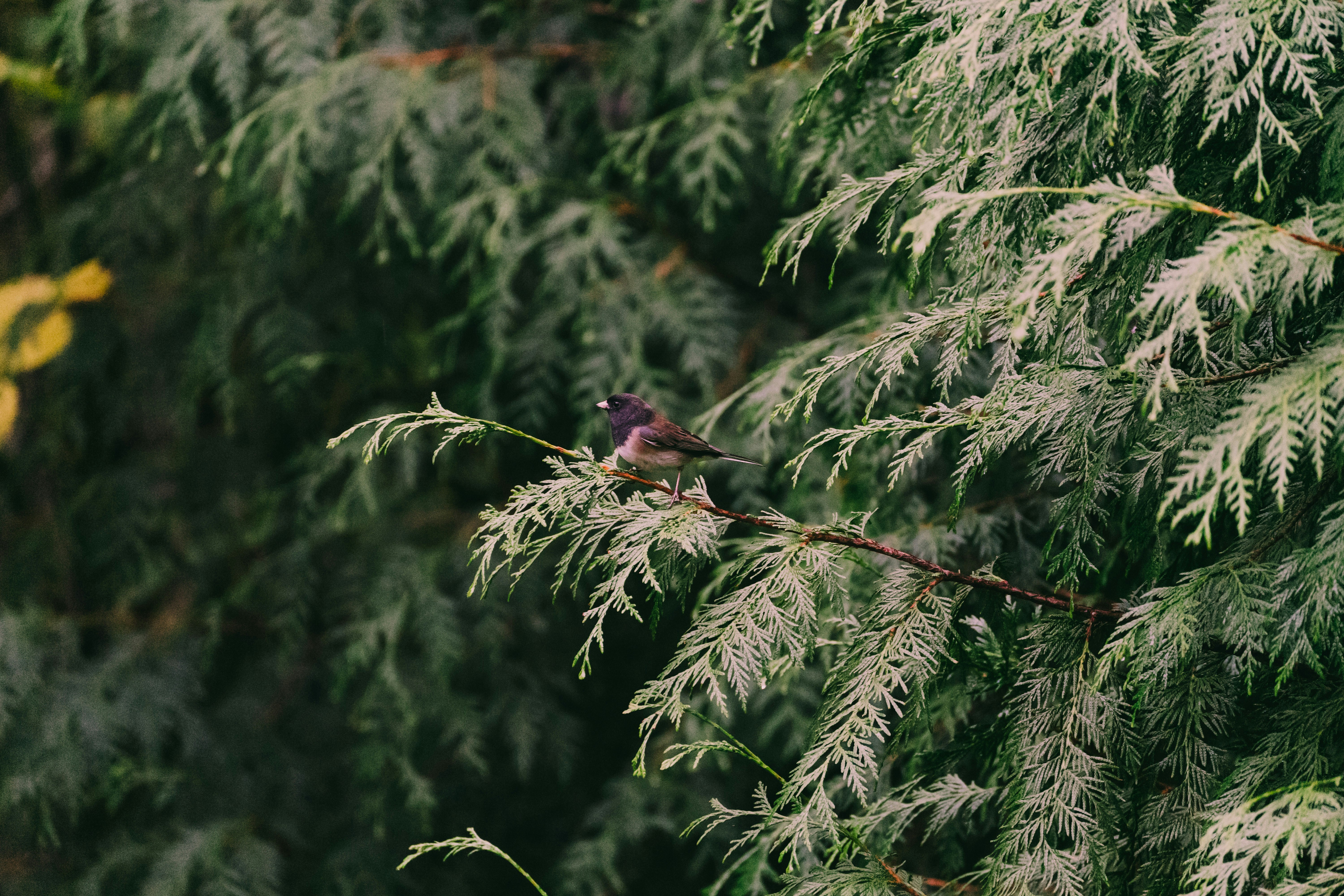Small bird perched on a branch surrounded by lush green foliage.