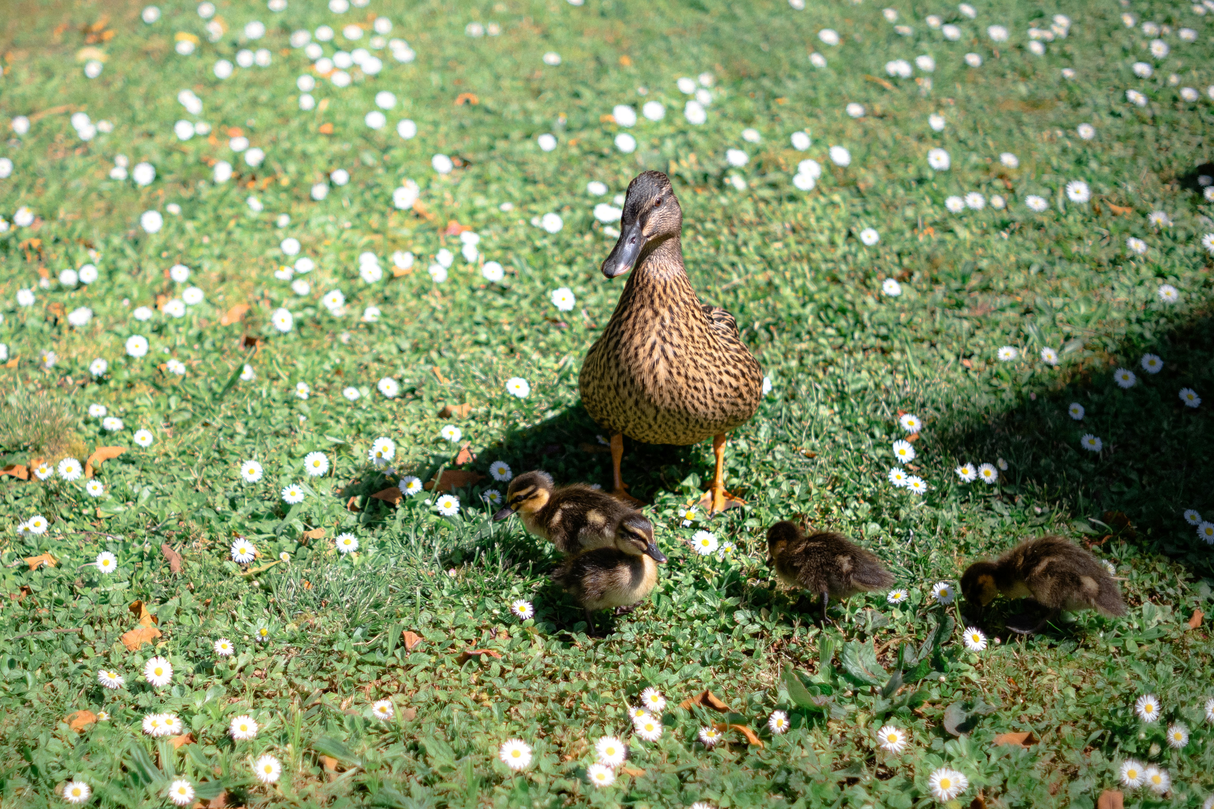 Mother duck and ducklings in sun-dappled daisied meadow