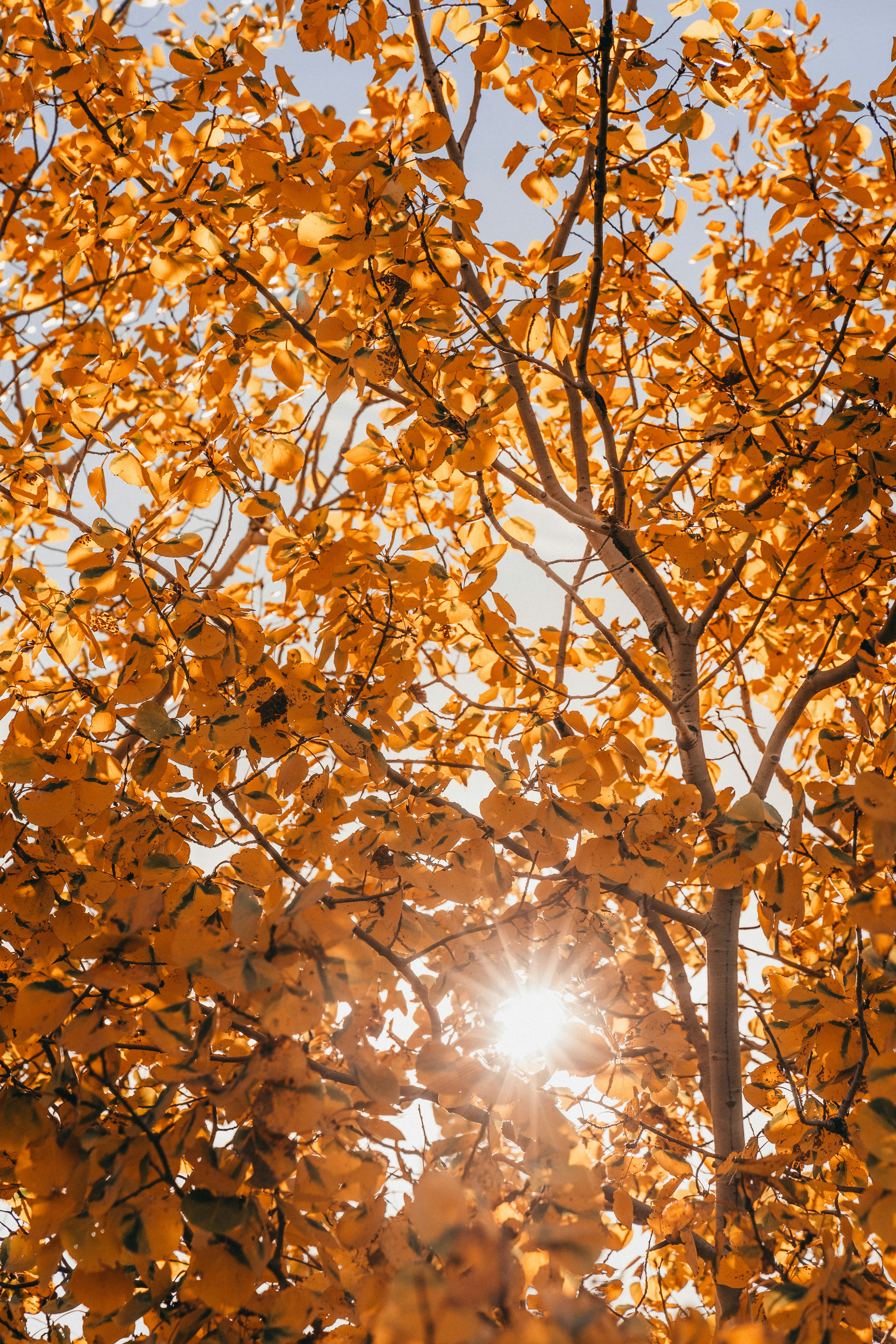 The sun shining through the leaves of a tree photo – Free Fall Image on ...