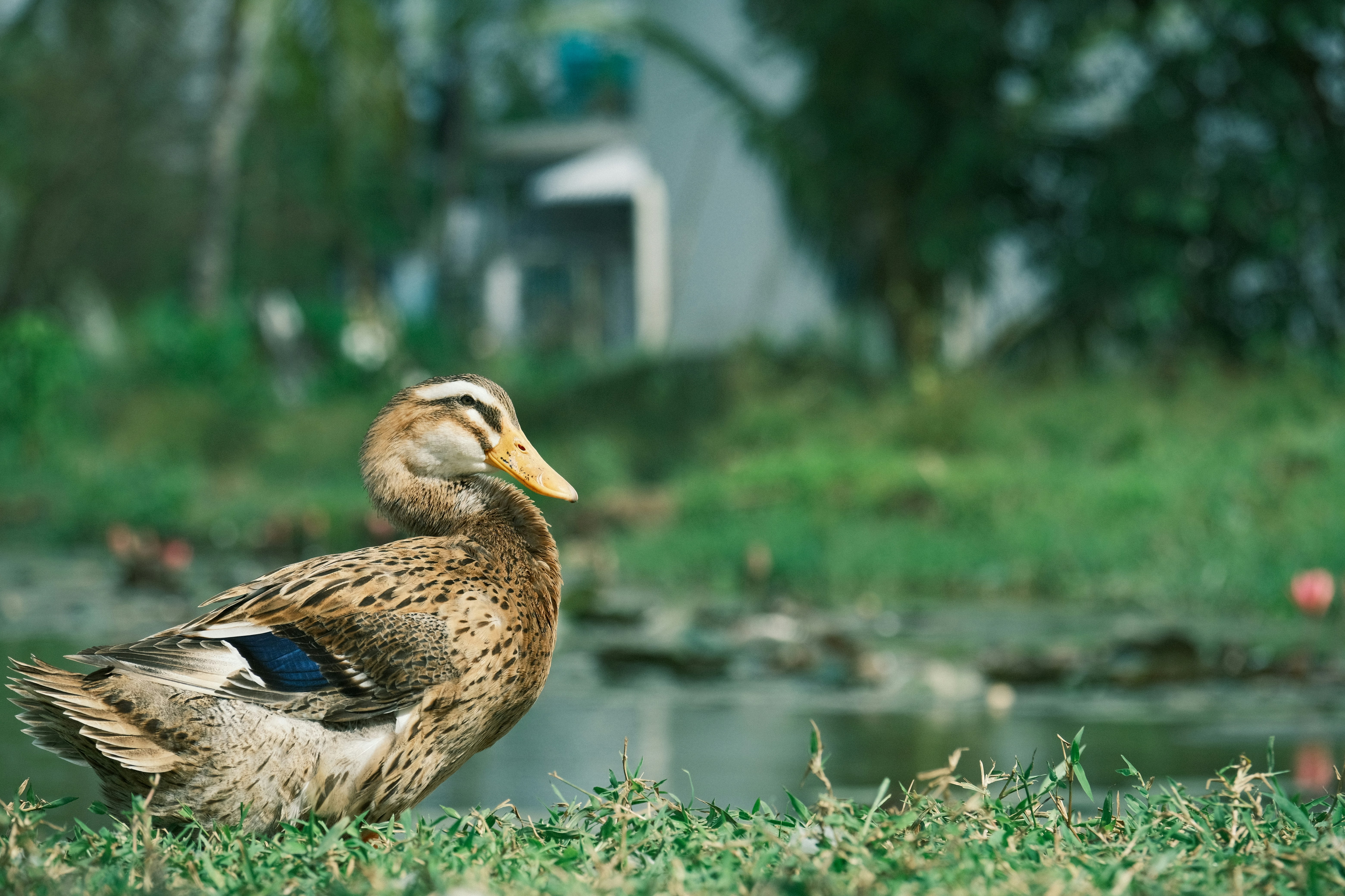 a duck is standing in the grass near a pond