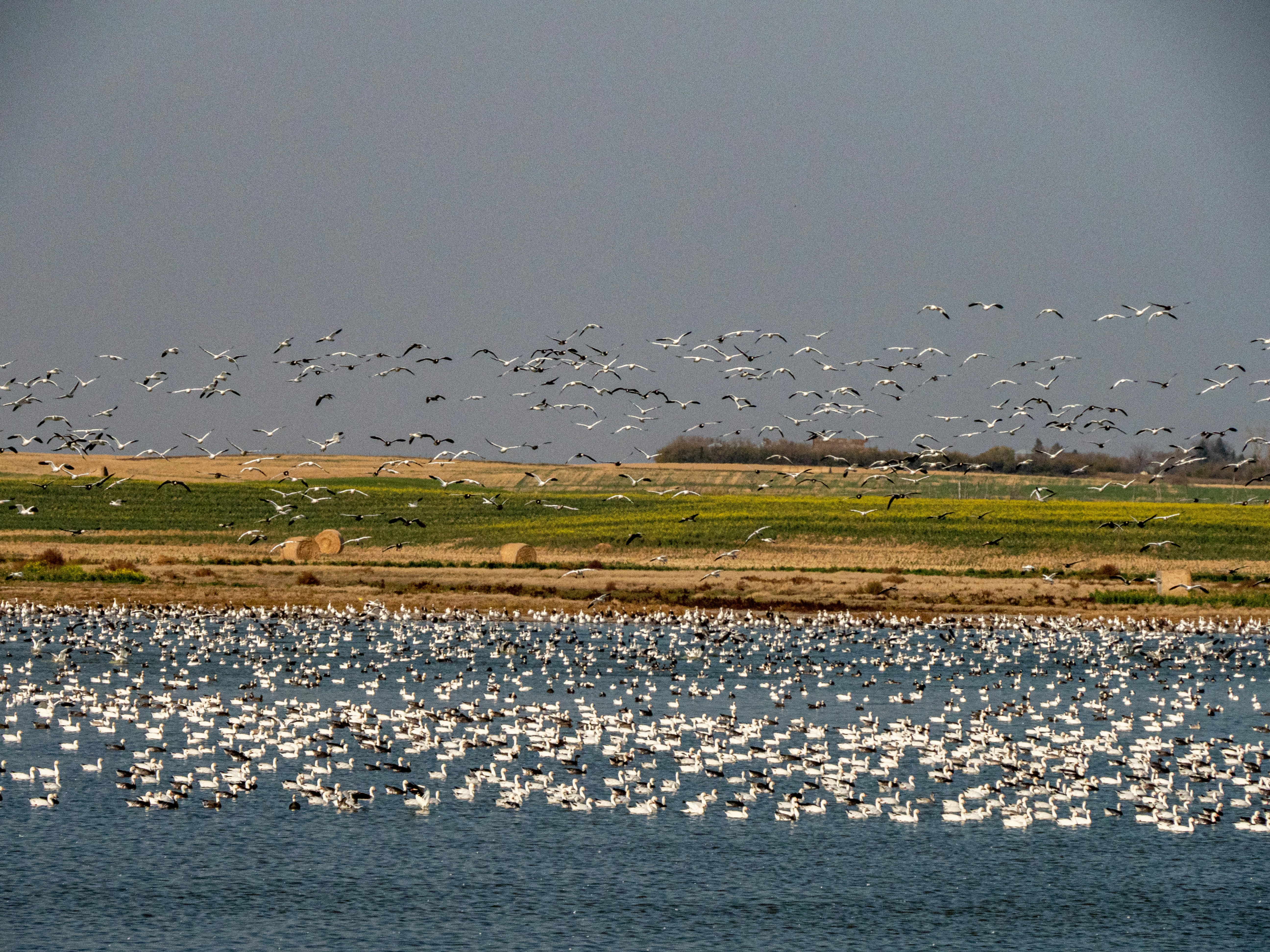 Birds in slough by farm in Saskatchewan, Canada