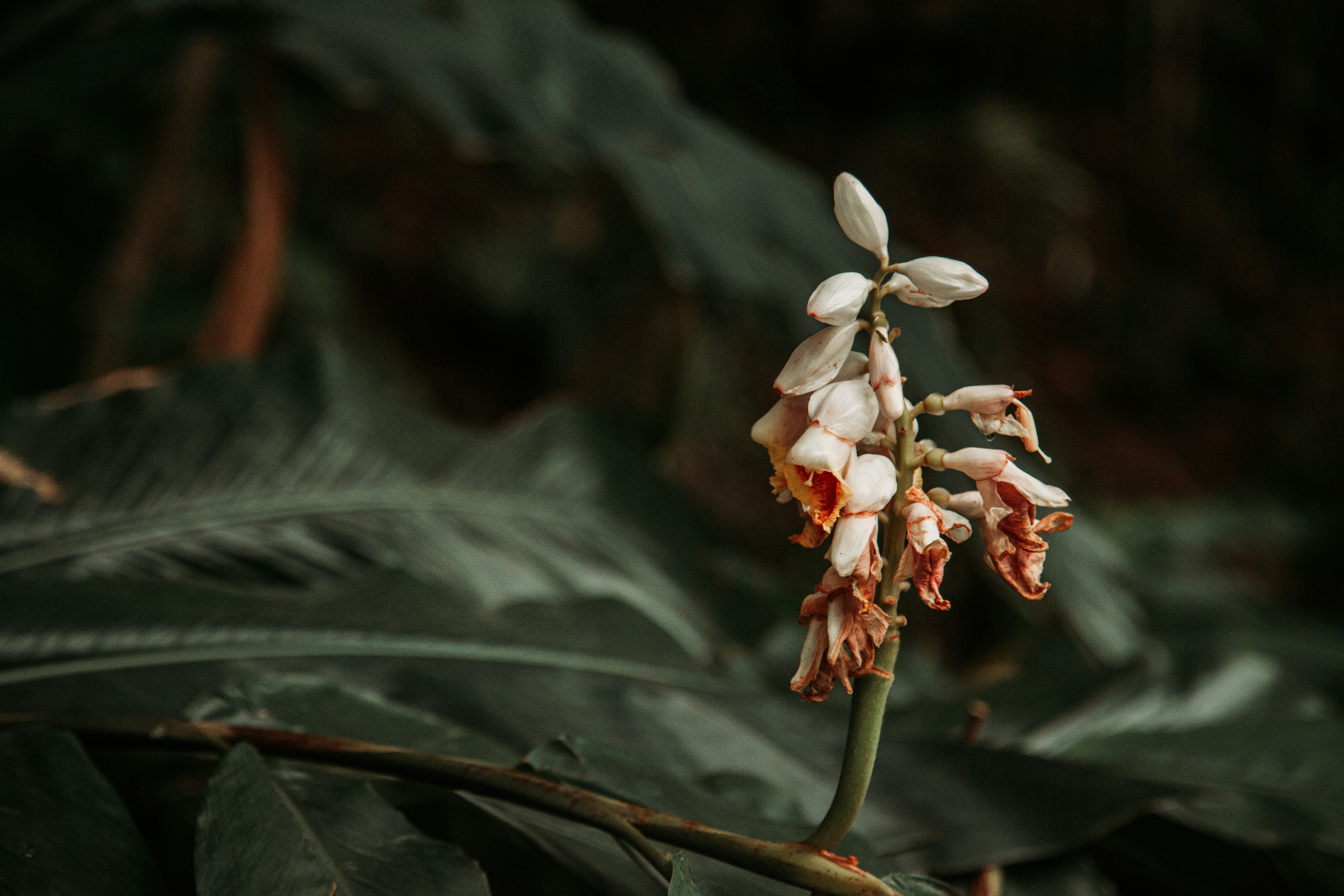 Ghost-White Bloom Rising Through Ferns in Dim Light